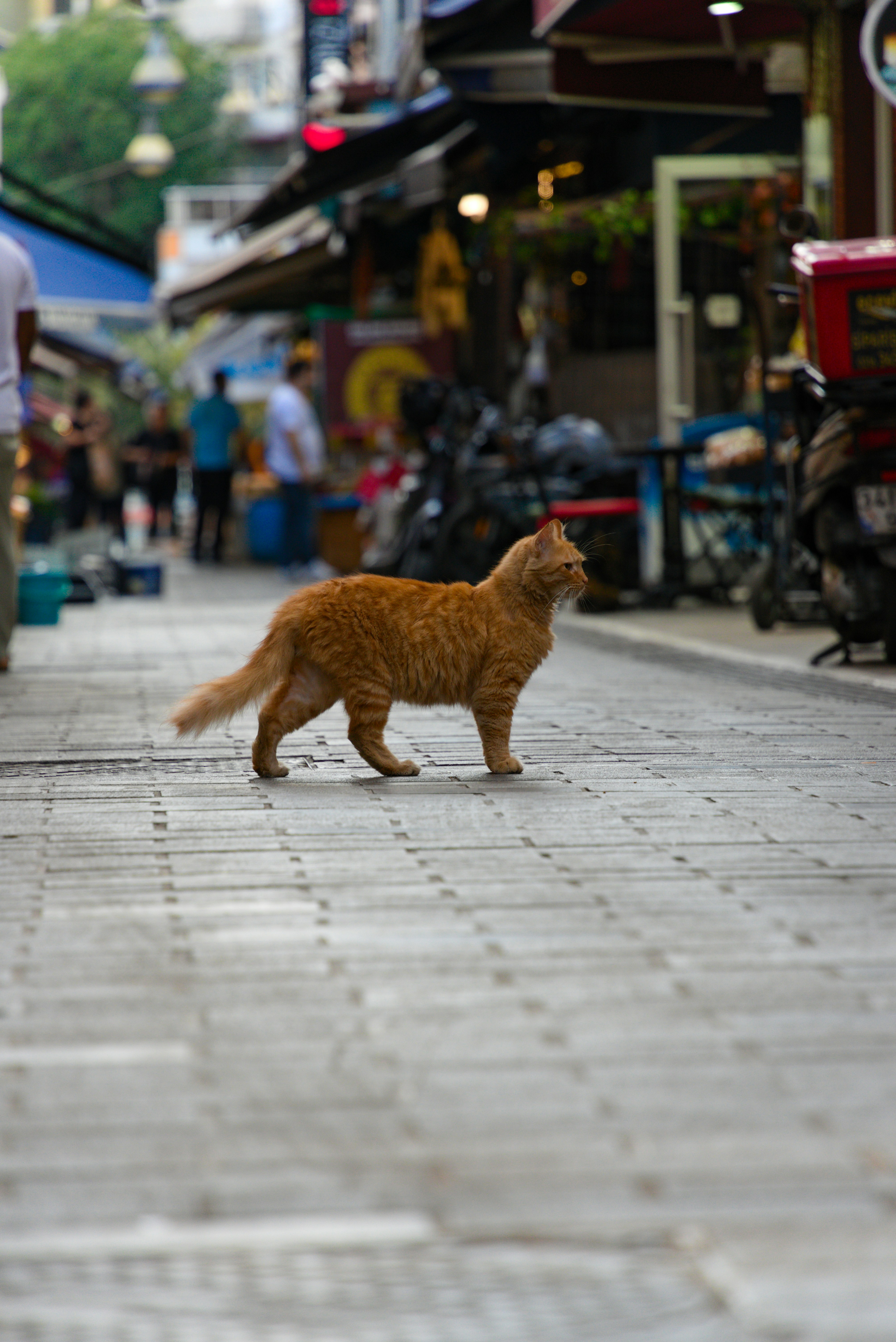Streetwise Traveler: A Ginger Cat Contemplates the Bazaar