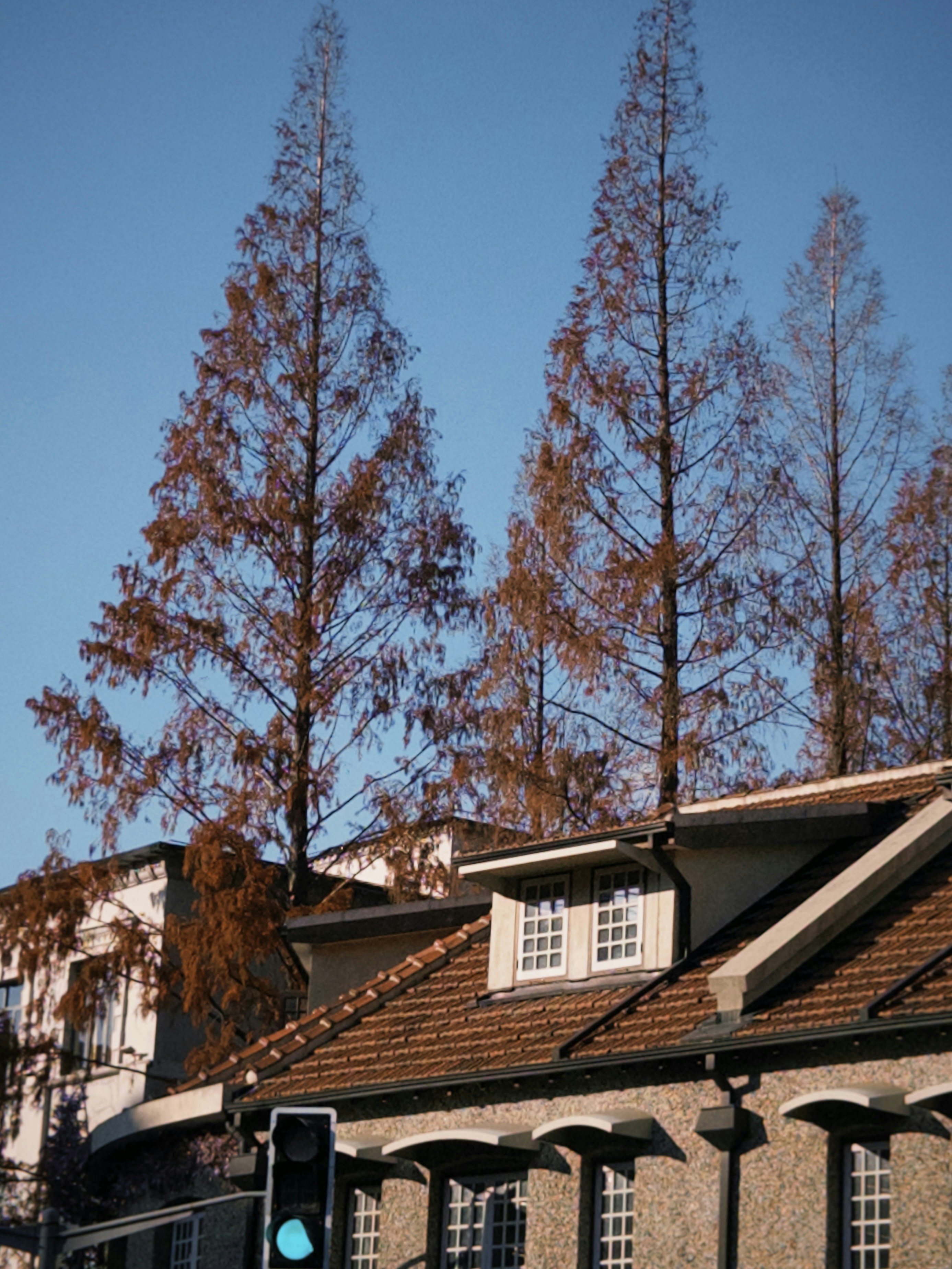 Tall, sunlit pines over a cozy rooftop