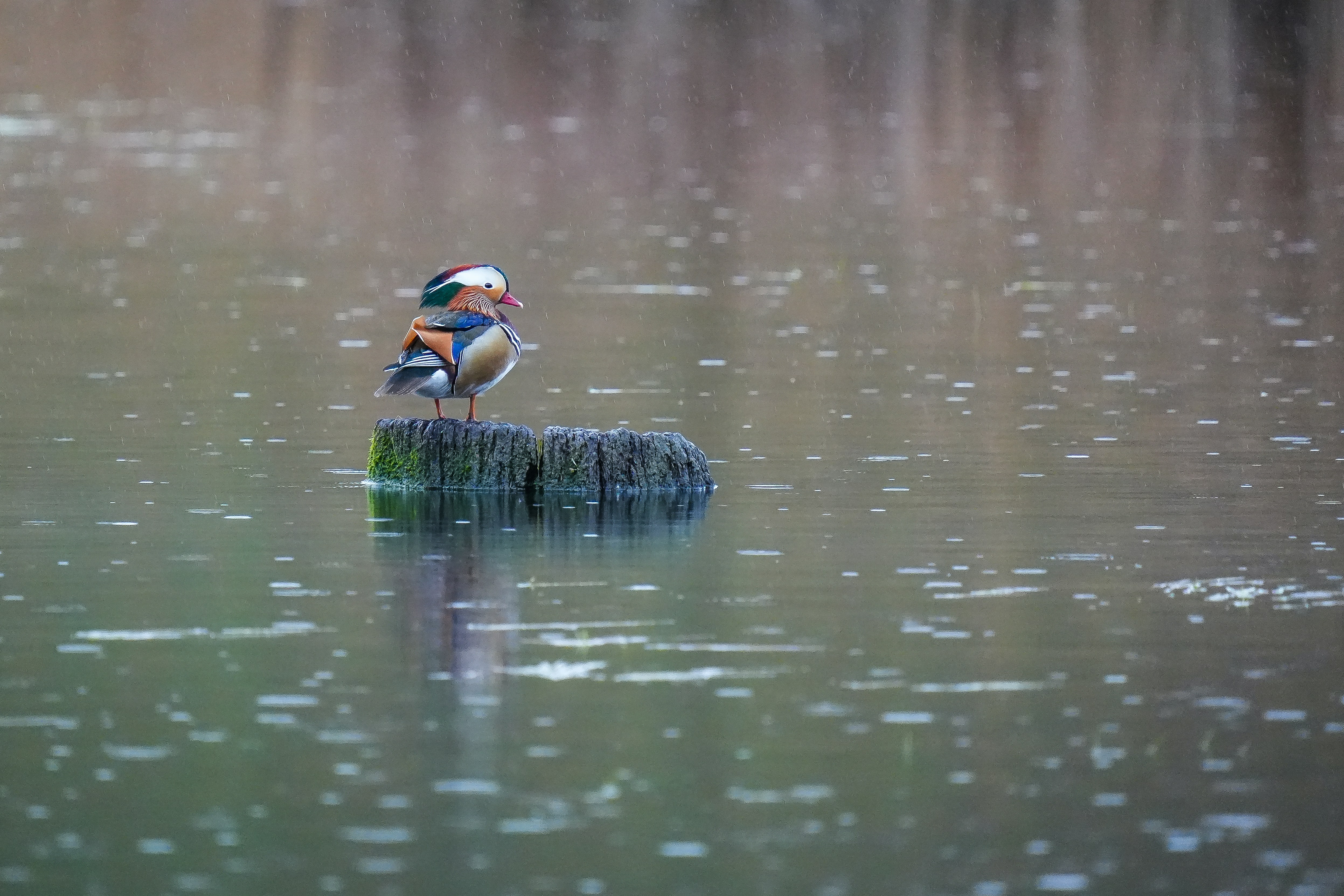 Hovering Kingfisher on a Misty Distant Post