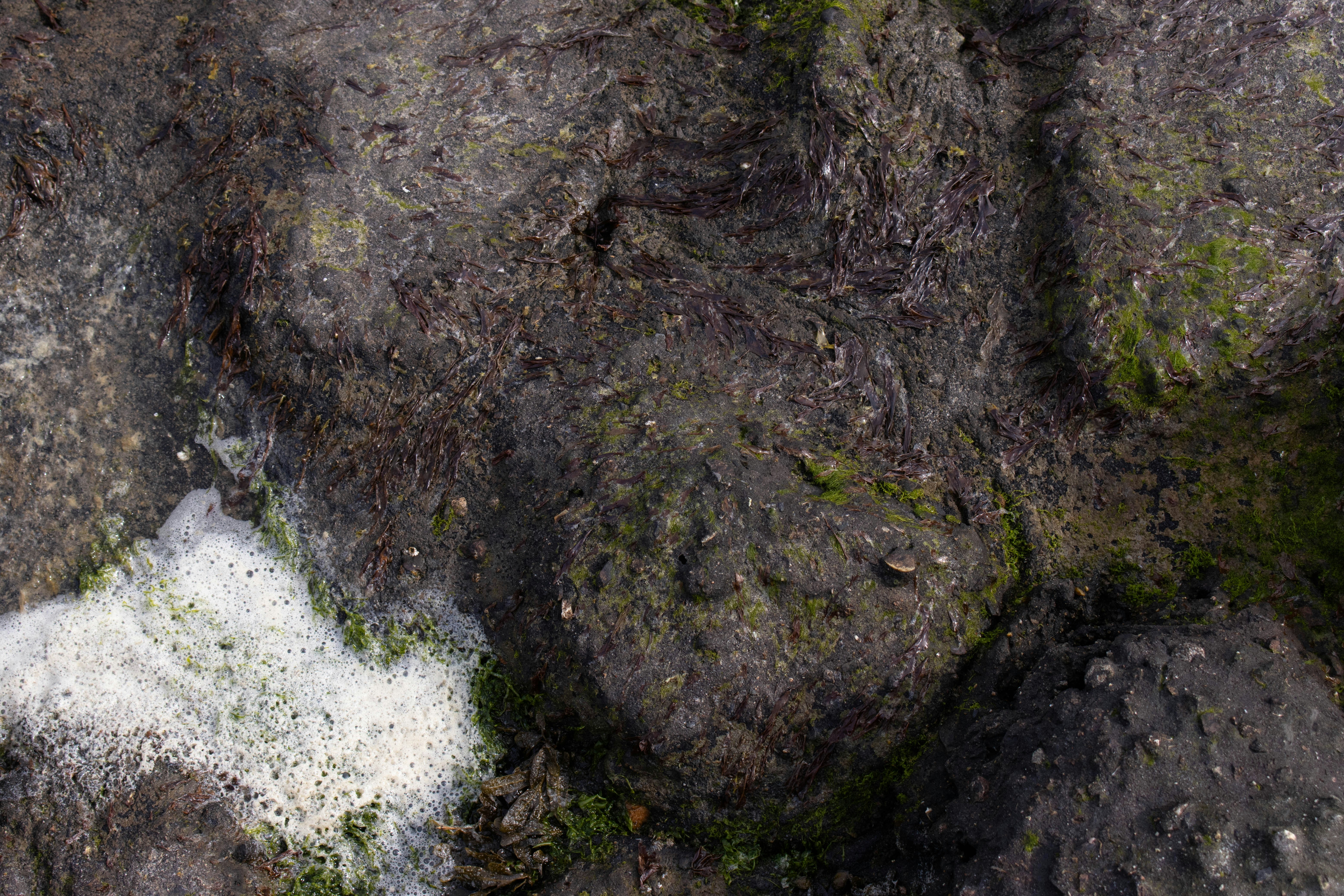 Mossy rugged rock tapestry with streaming foam