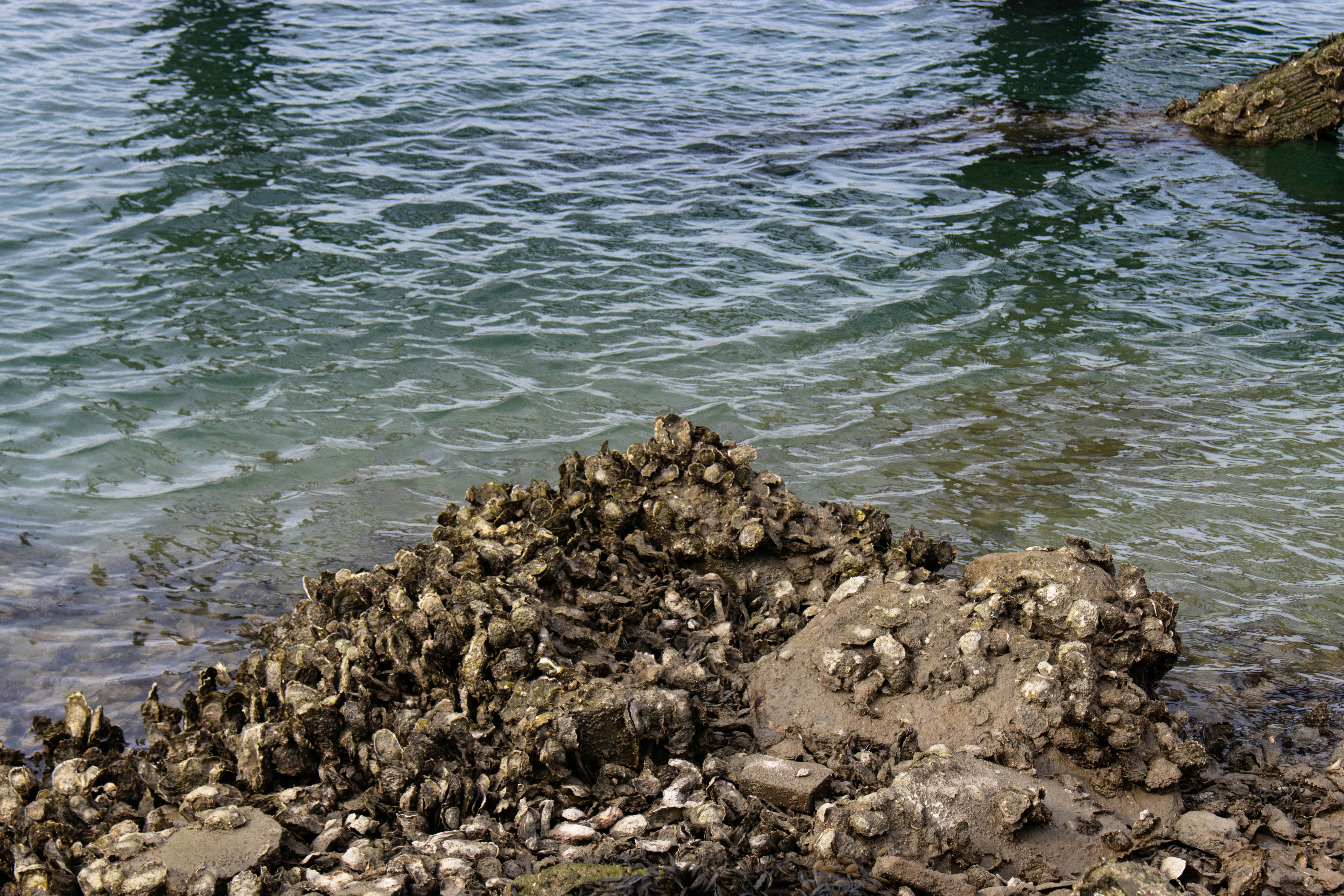 Rocky shoreline meeting clear blue-green water
