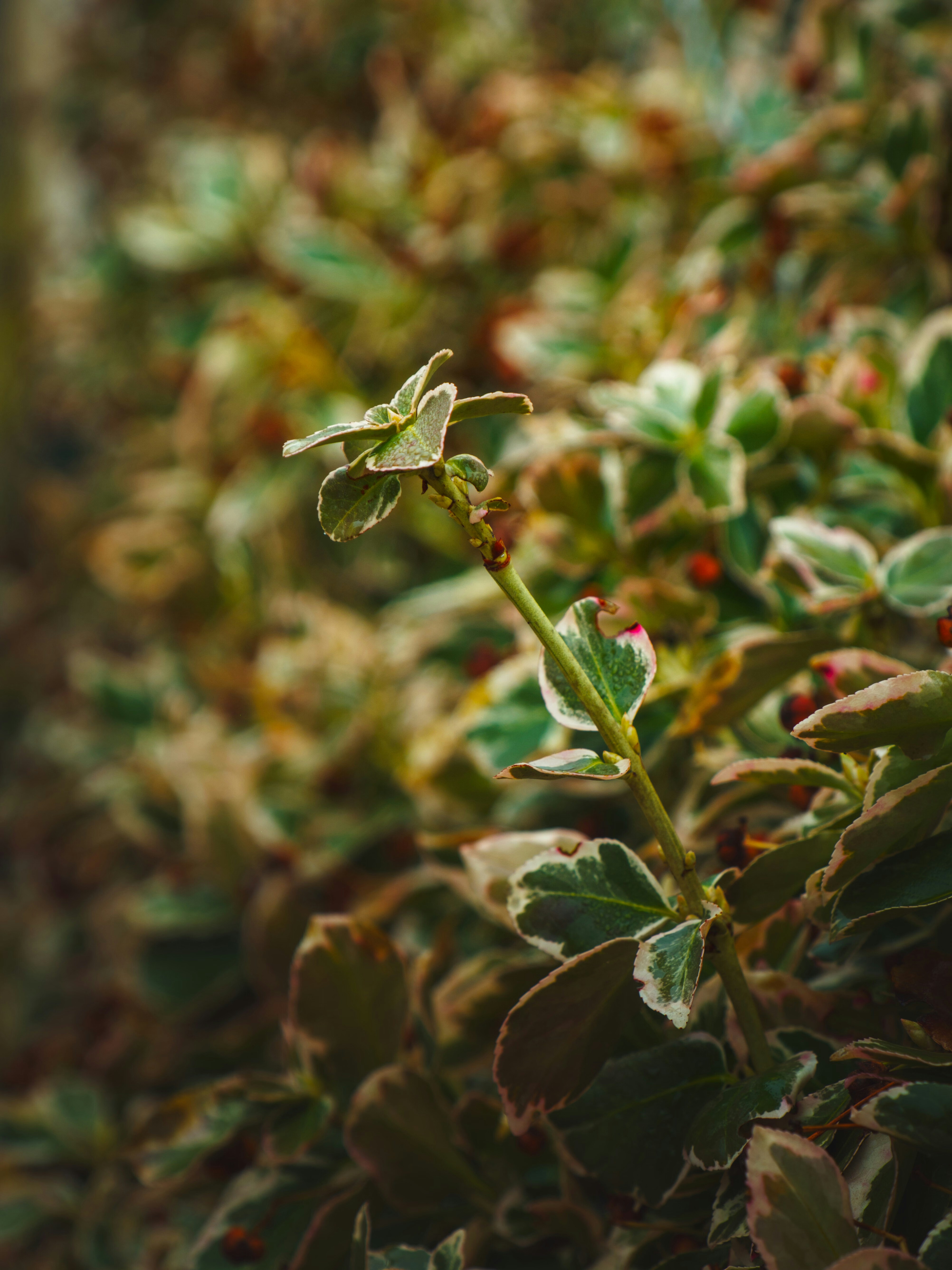 Edge of Color: A Close-Up Portrait of Variegated Leaves