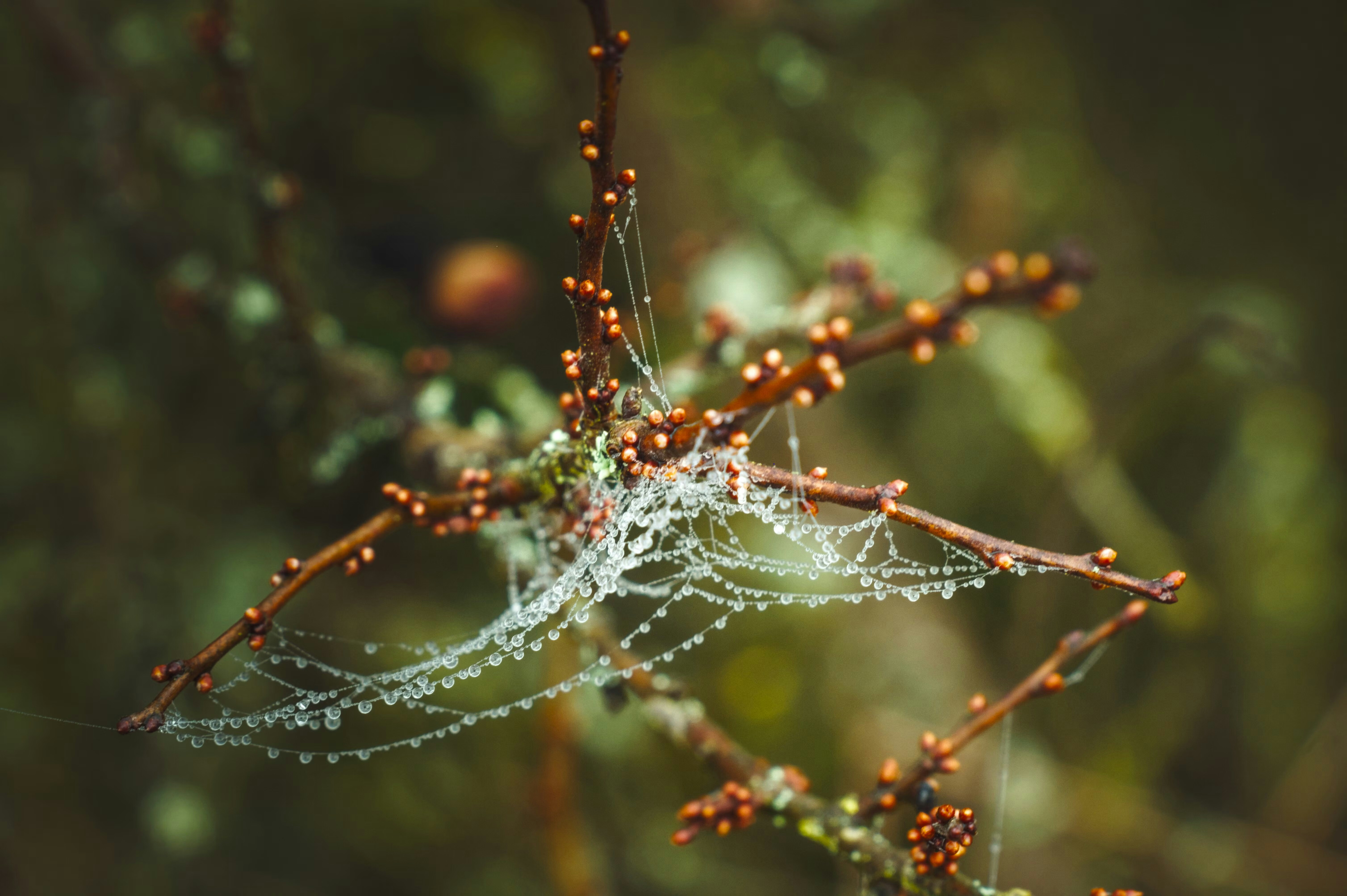 Dew-Trimmed Web: Morning Threads Between Branches