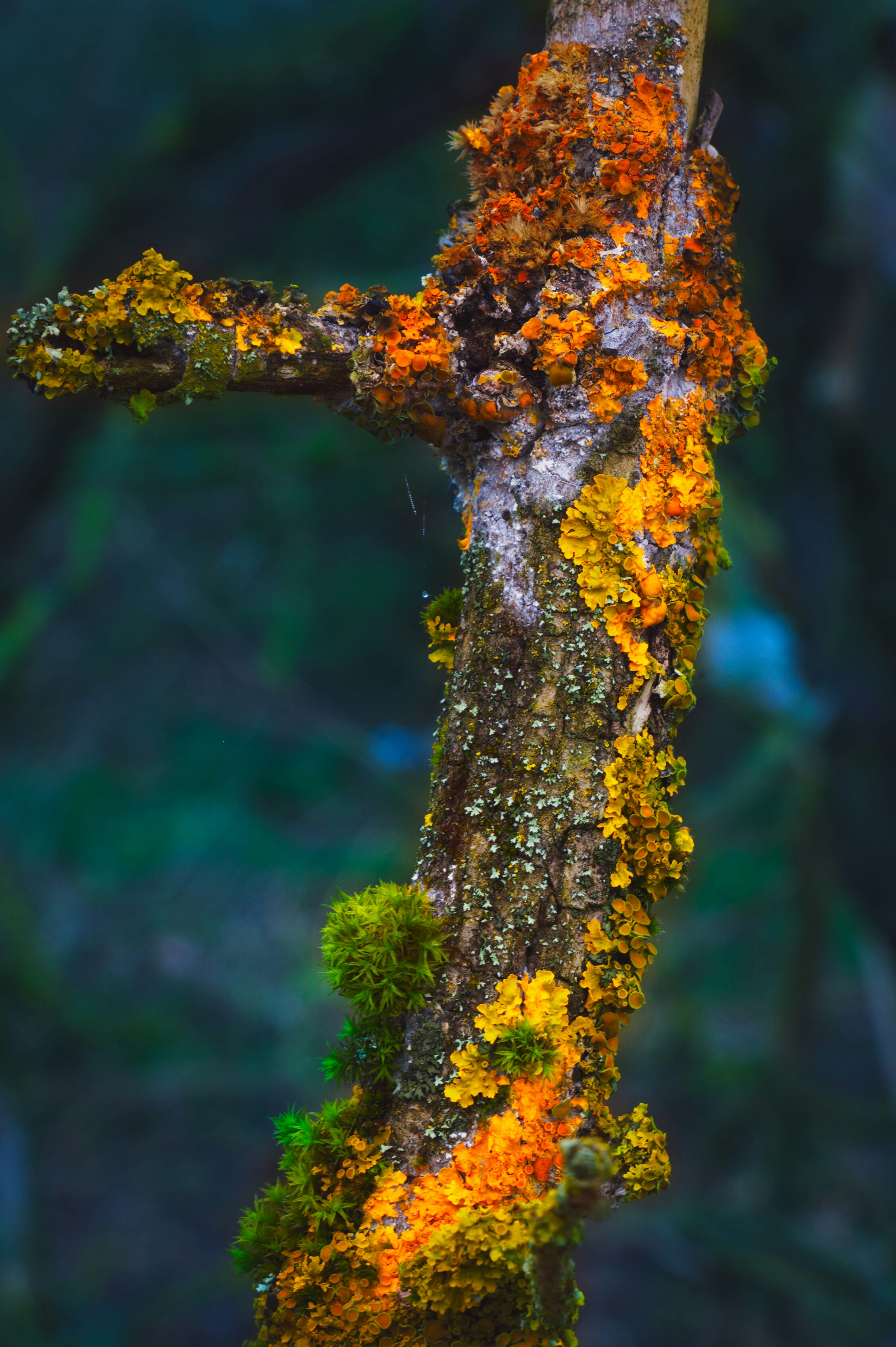 Lichen Cathedral on a Mossy Trunk