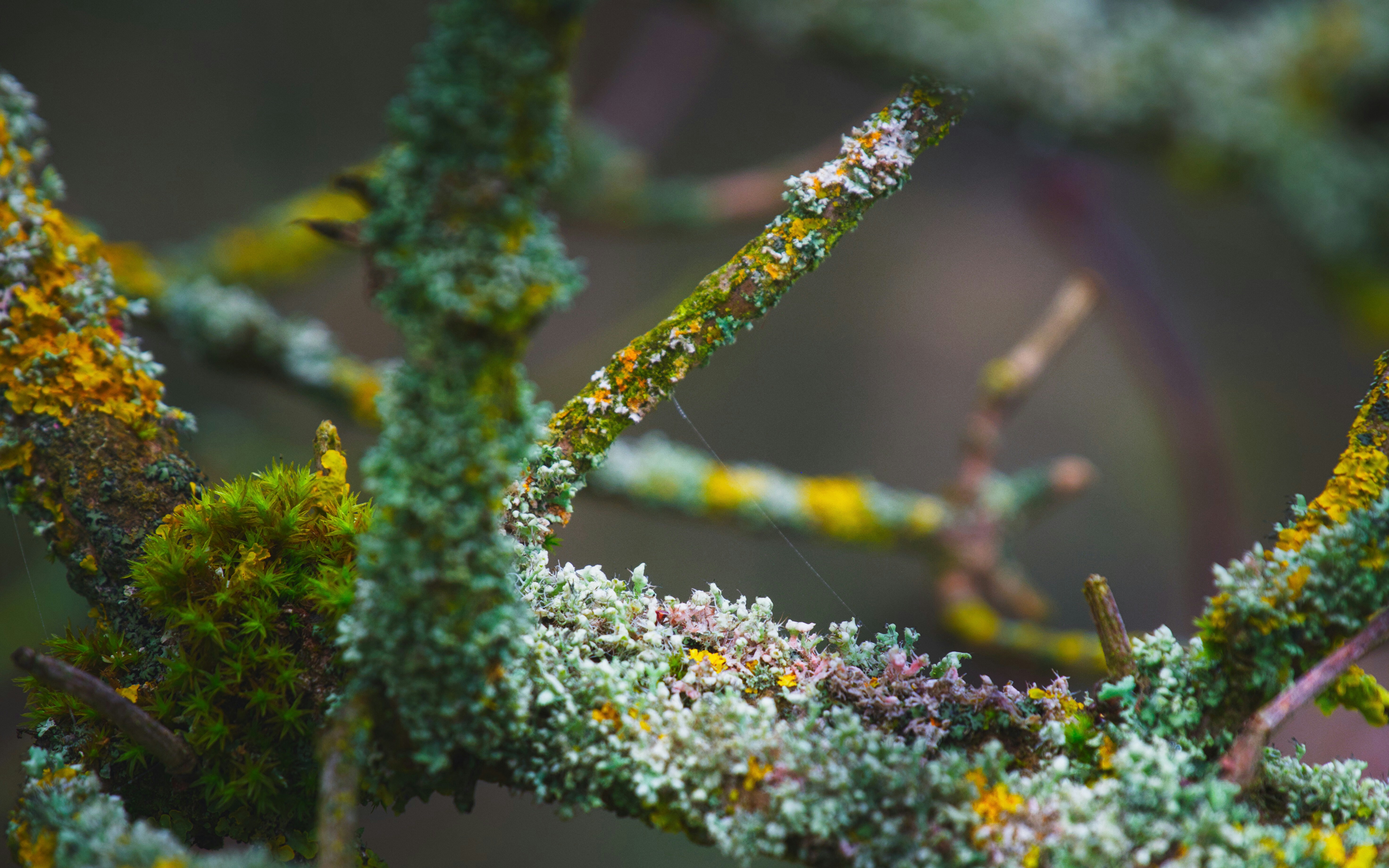 Lichened Branches: a jewel-like close-up of moss and lichen