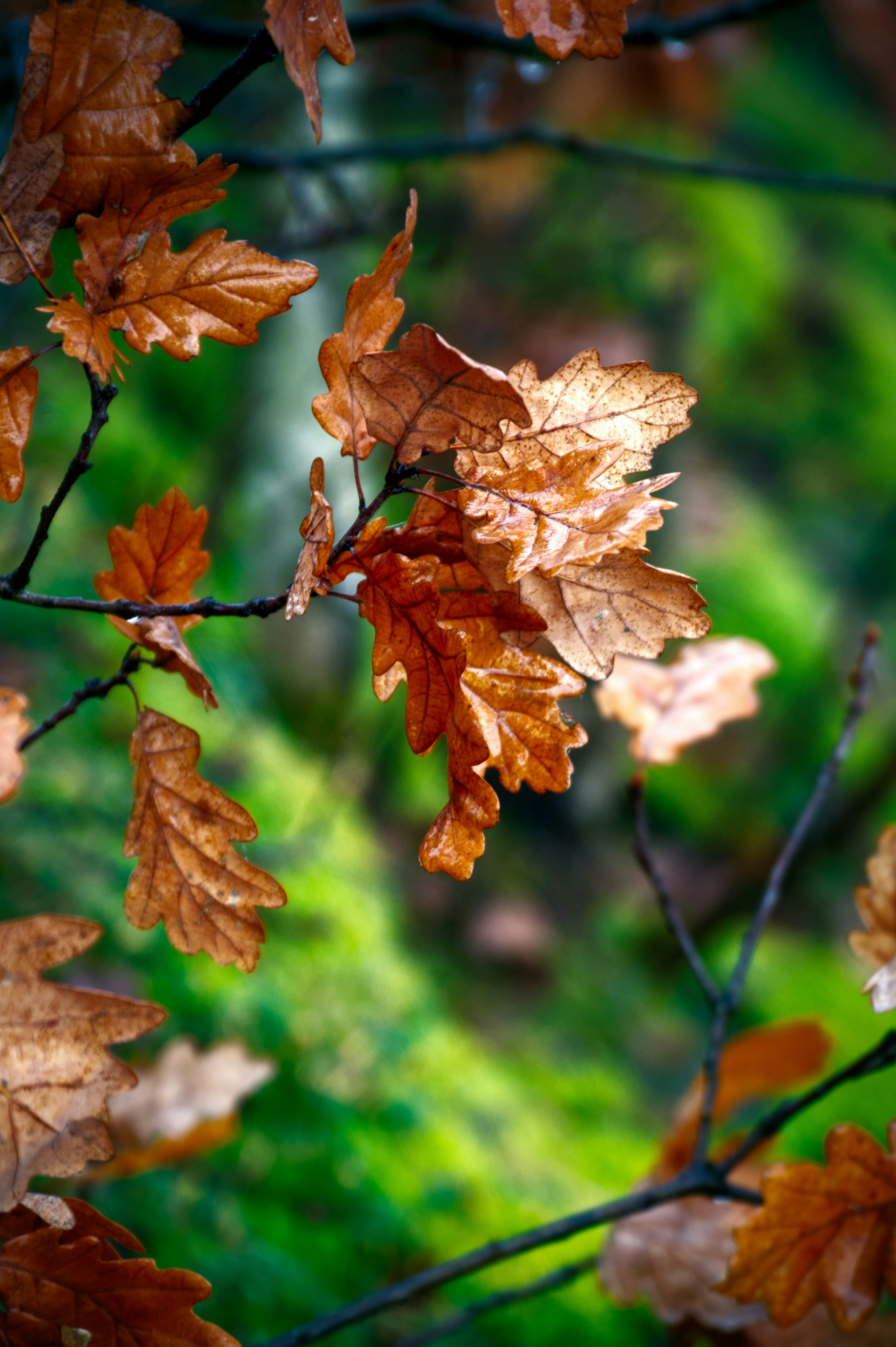 Autumn Oak Leaves in Focus: A Quiet Branch against a Blur of Green