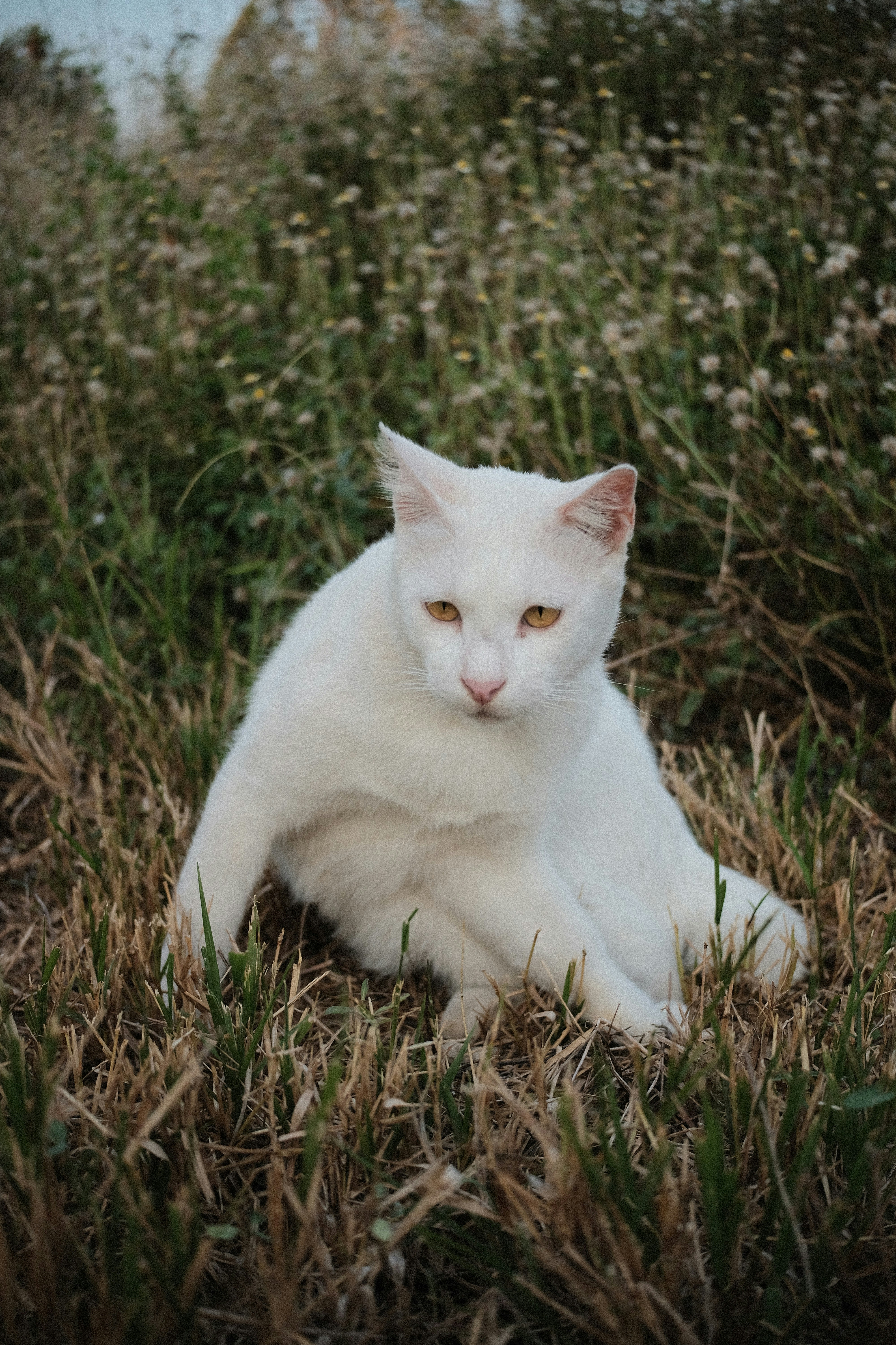 White Cat in a Meadow of Wildflowers