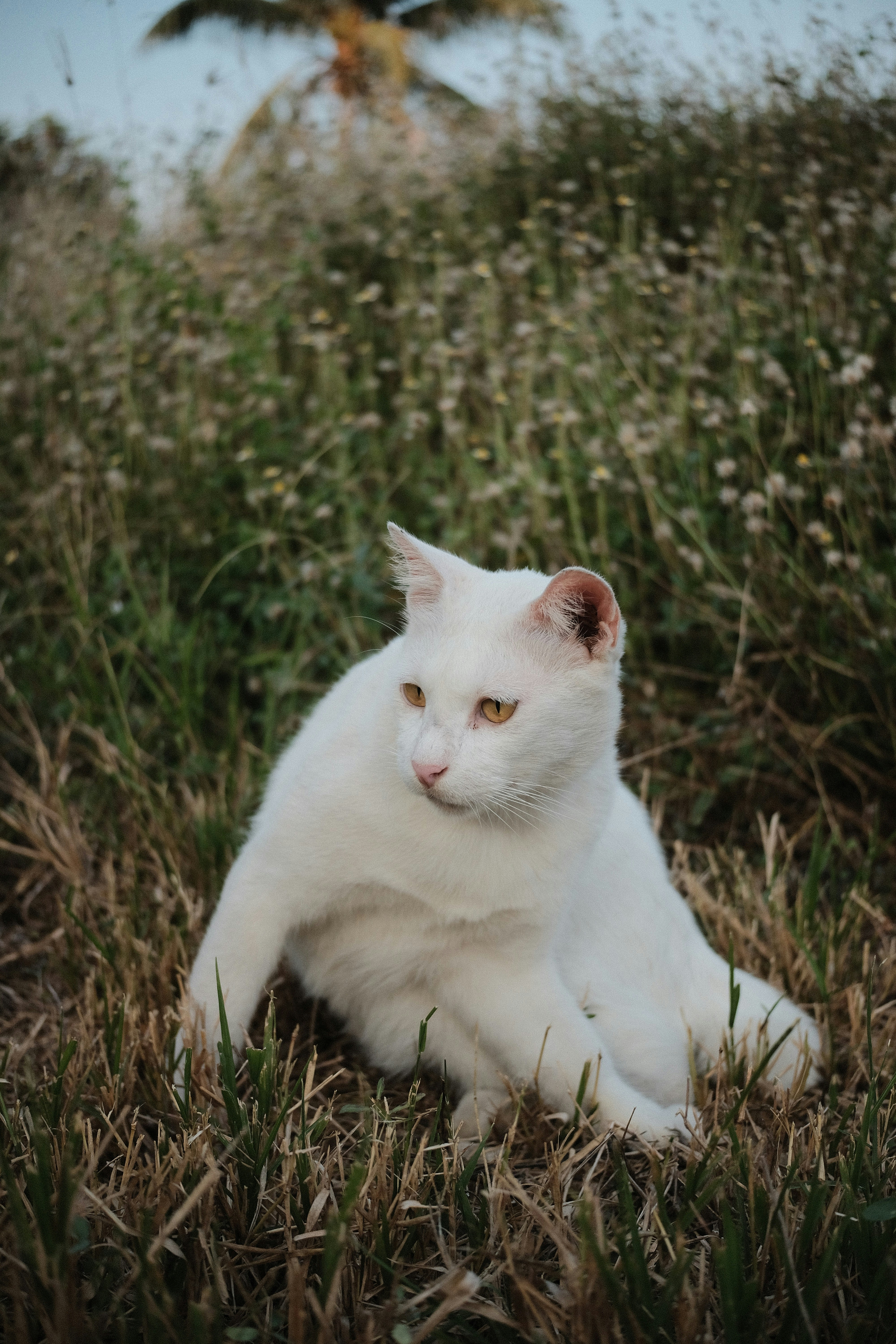 White Cat in Golden Field: a Quiet Portrait Among Tall Grass