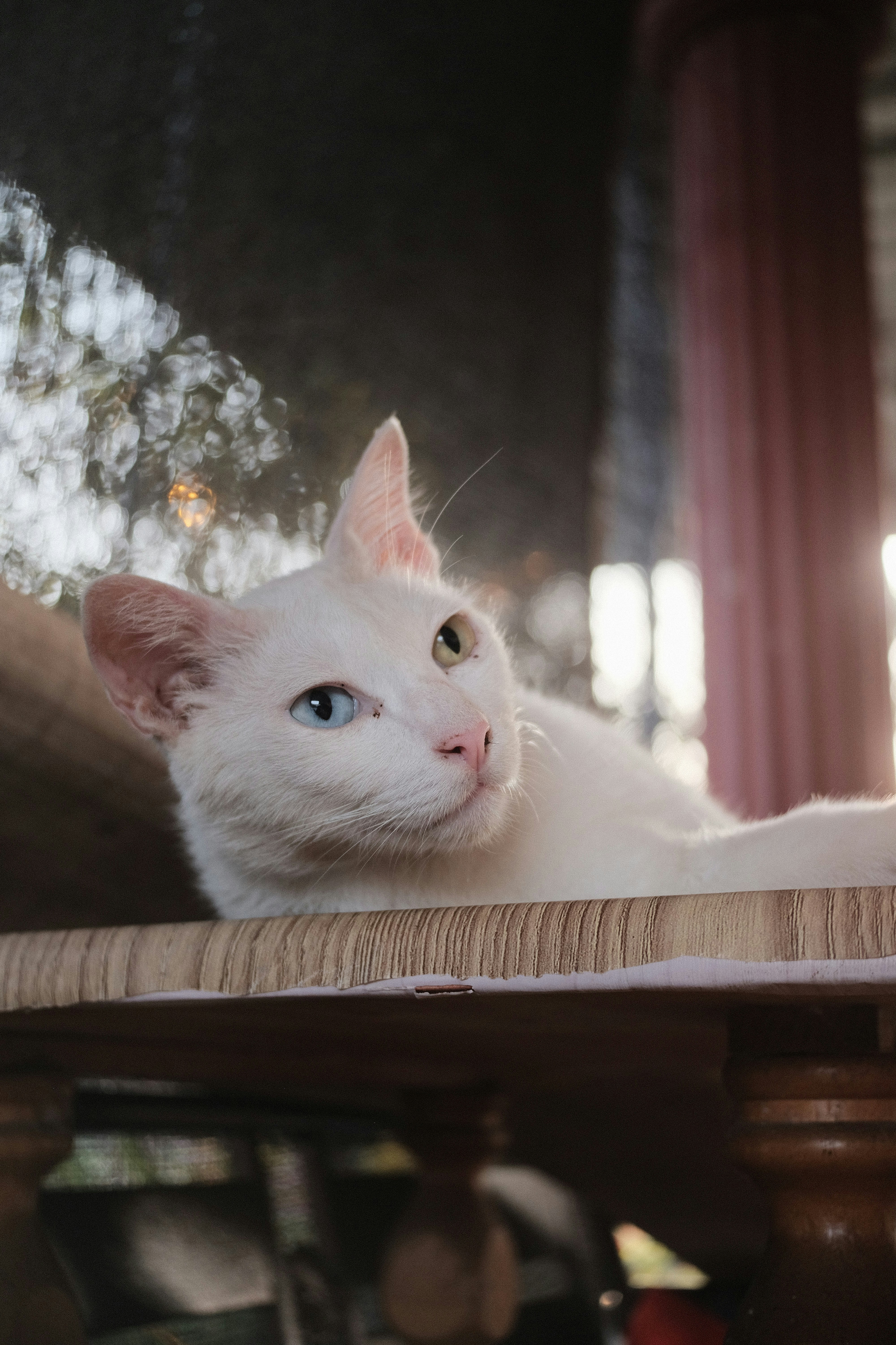 White Cat with One Blue and One Golden Eye Lounges on a Wooden Window Sill