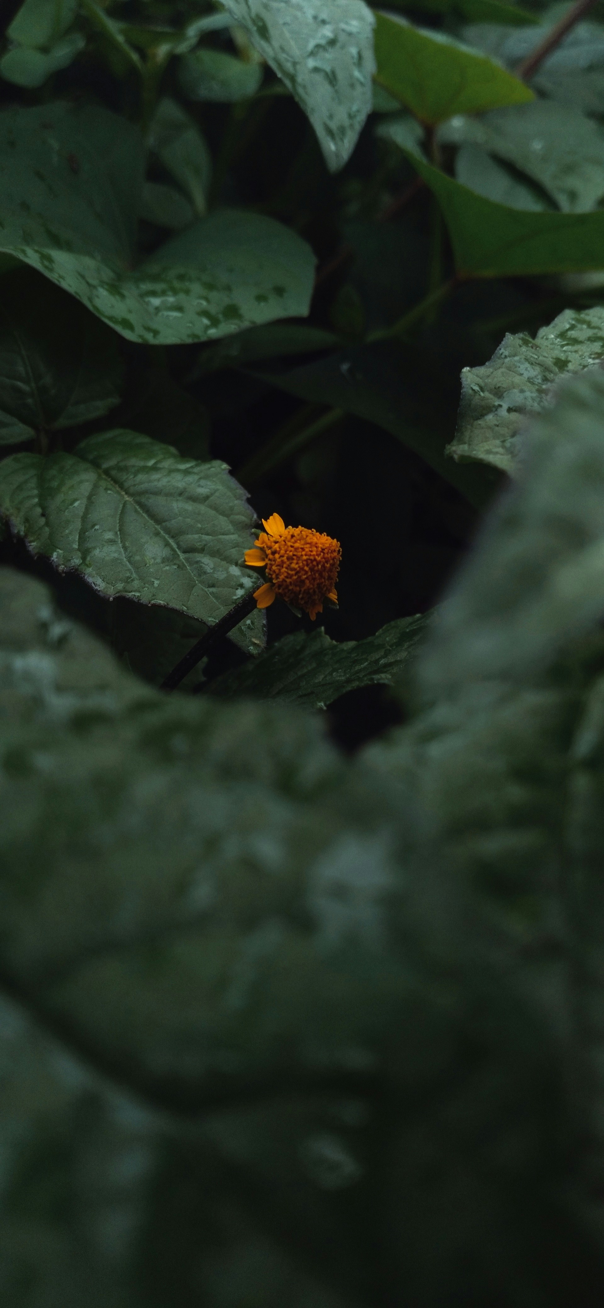 A Tiny Orange Bloom Amid Dense Green Veil