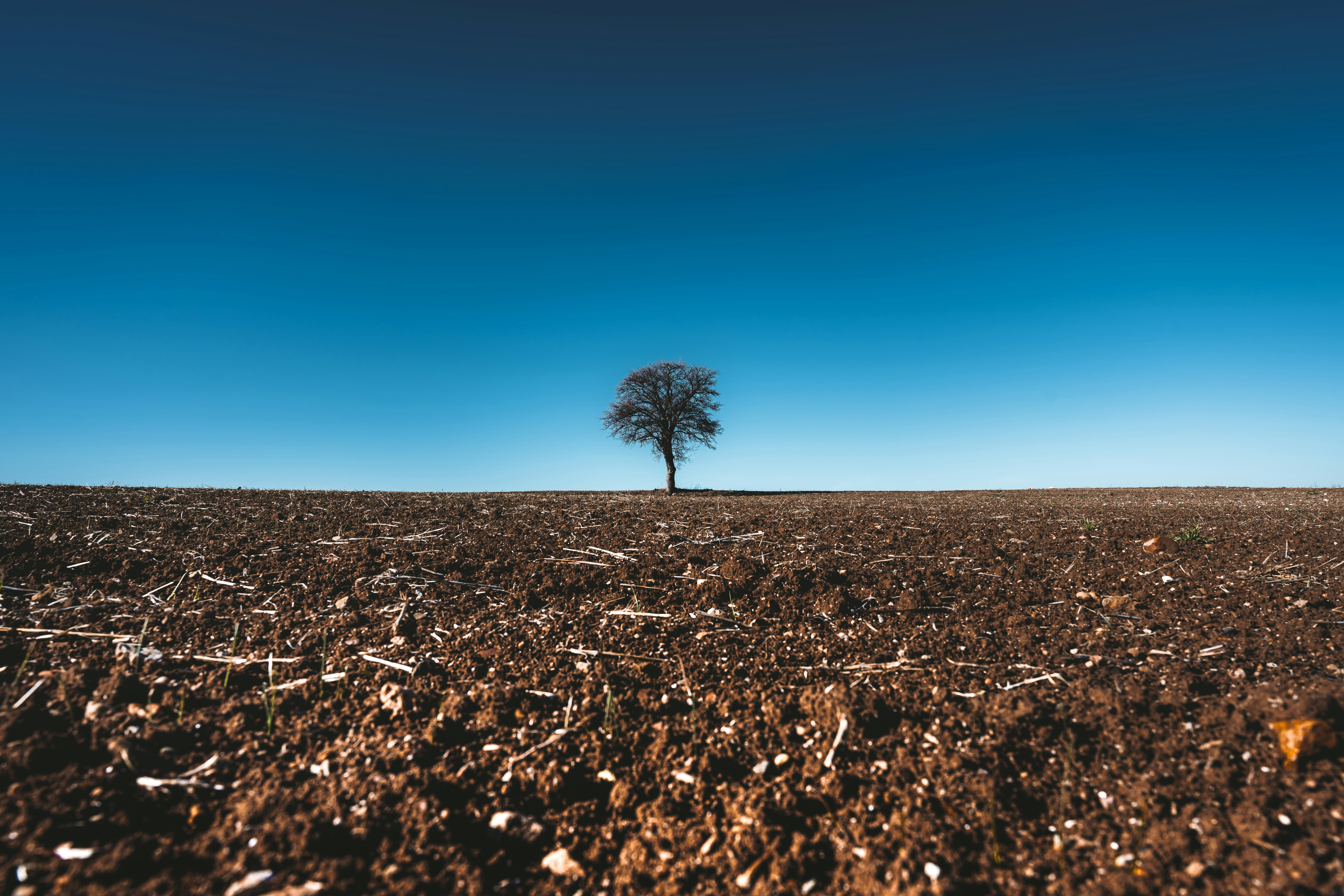 Solitary Boundary: A Tree Stands Sentinel Across a Vast Plowed Field