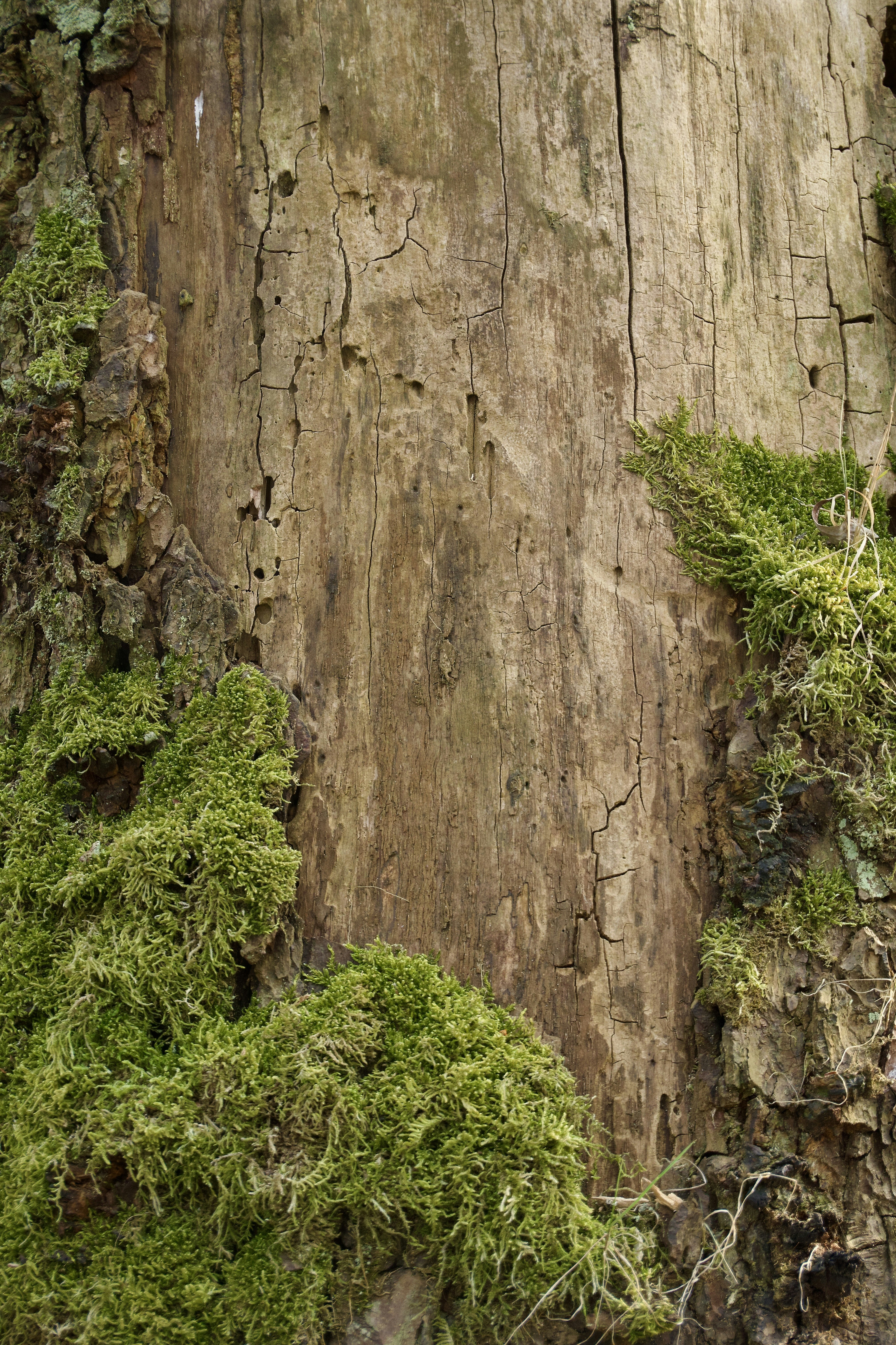 Moss-Clad Trunk: A Quiet Study in Texture and Time