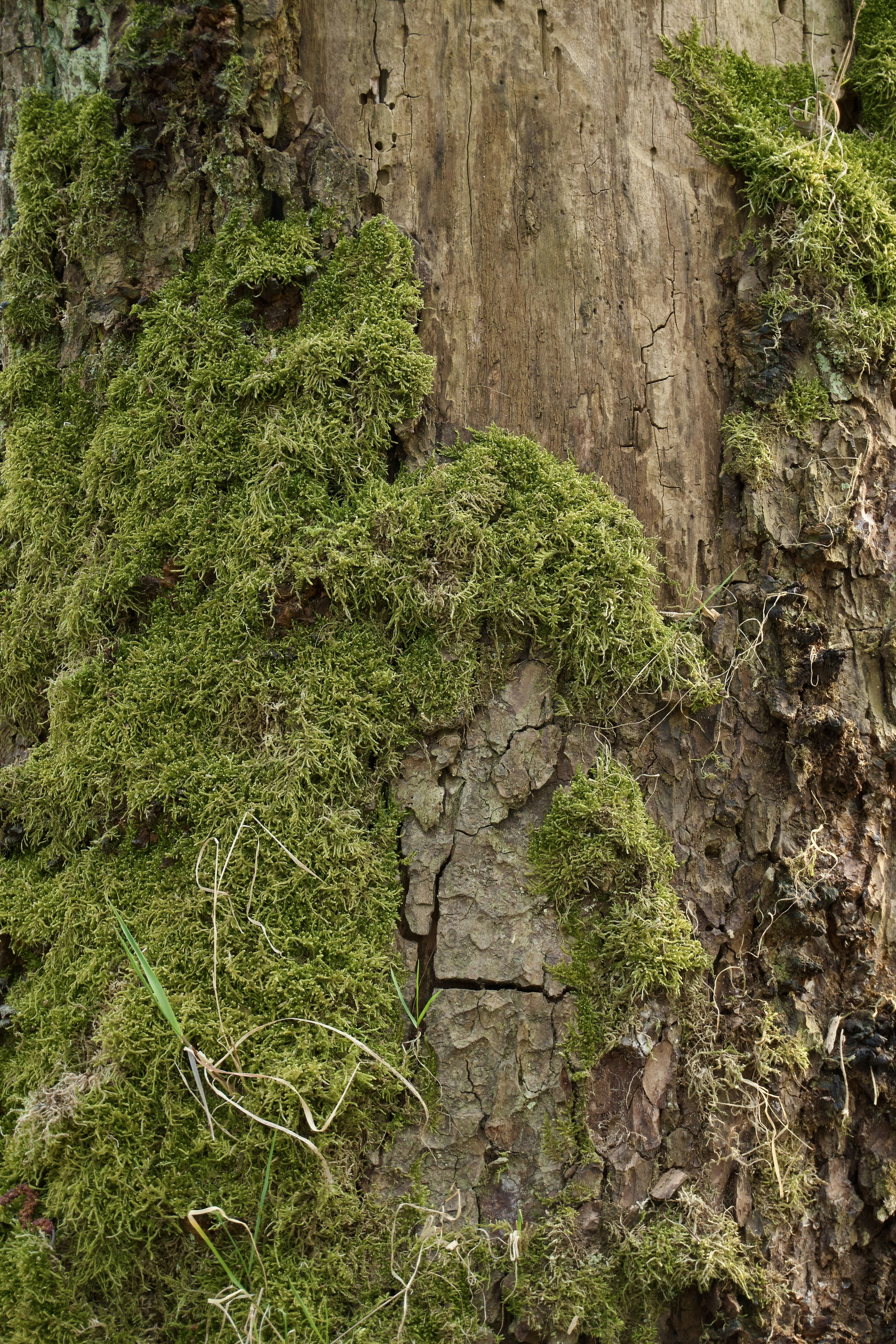 Moss-Cawned Trunk: A Quiet Vein of Green Life in Weathered Bark