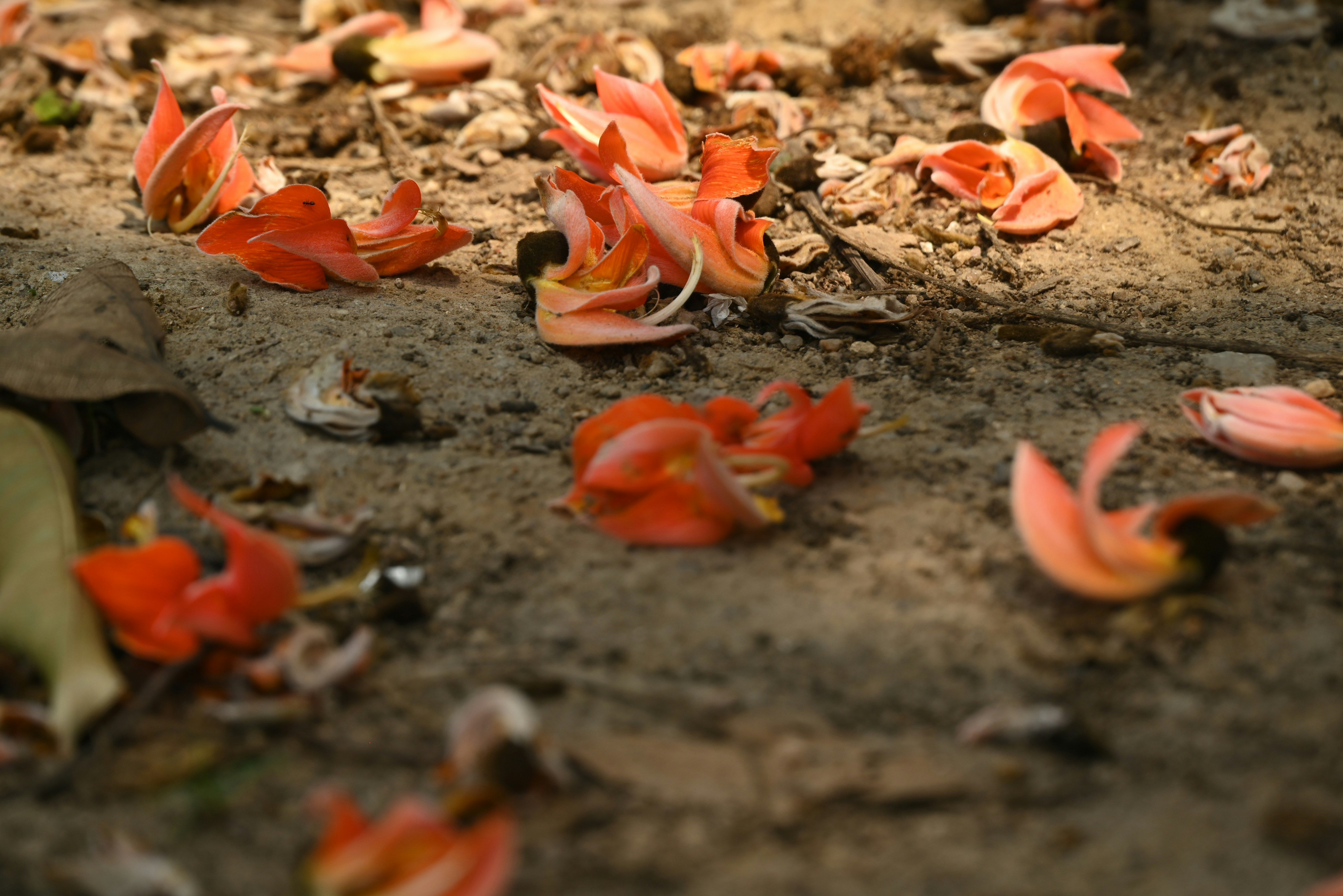 Petals on Sun-Browned Soil: A Quiet Autumn Groundscape
