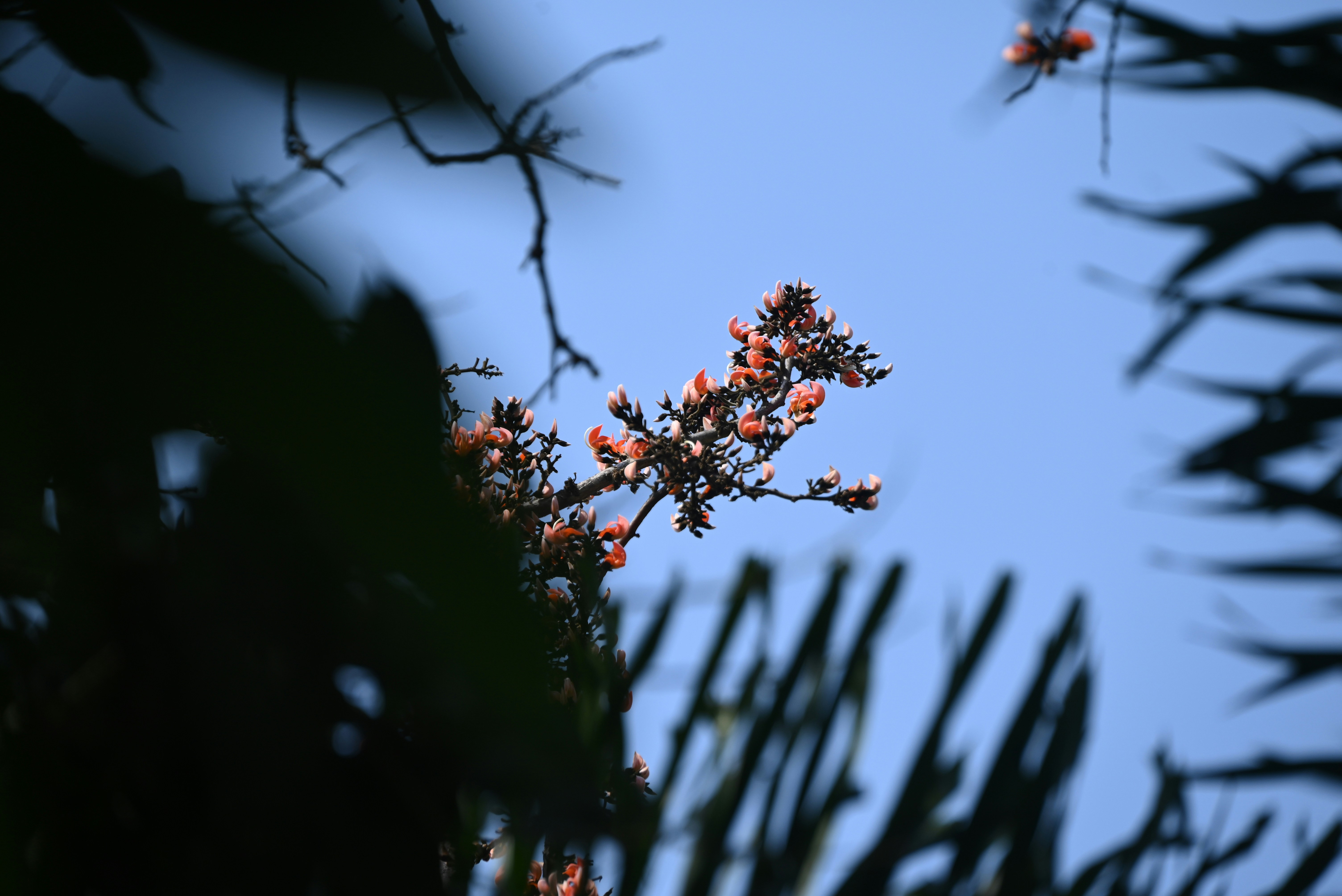 Floral Sprout Above a Framing Silhouette