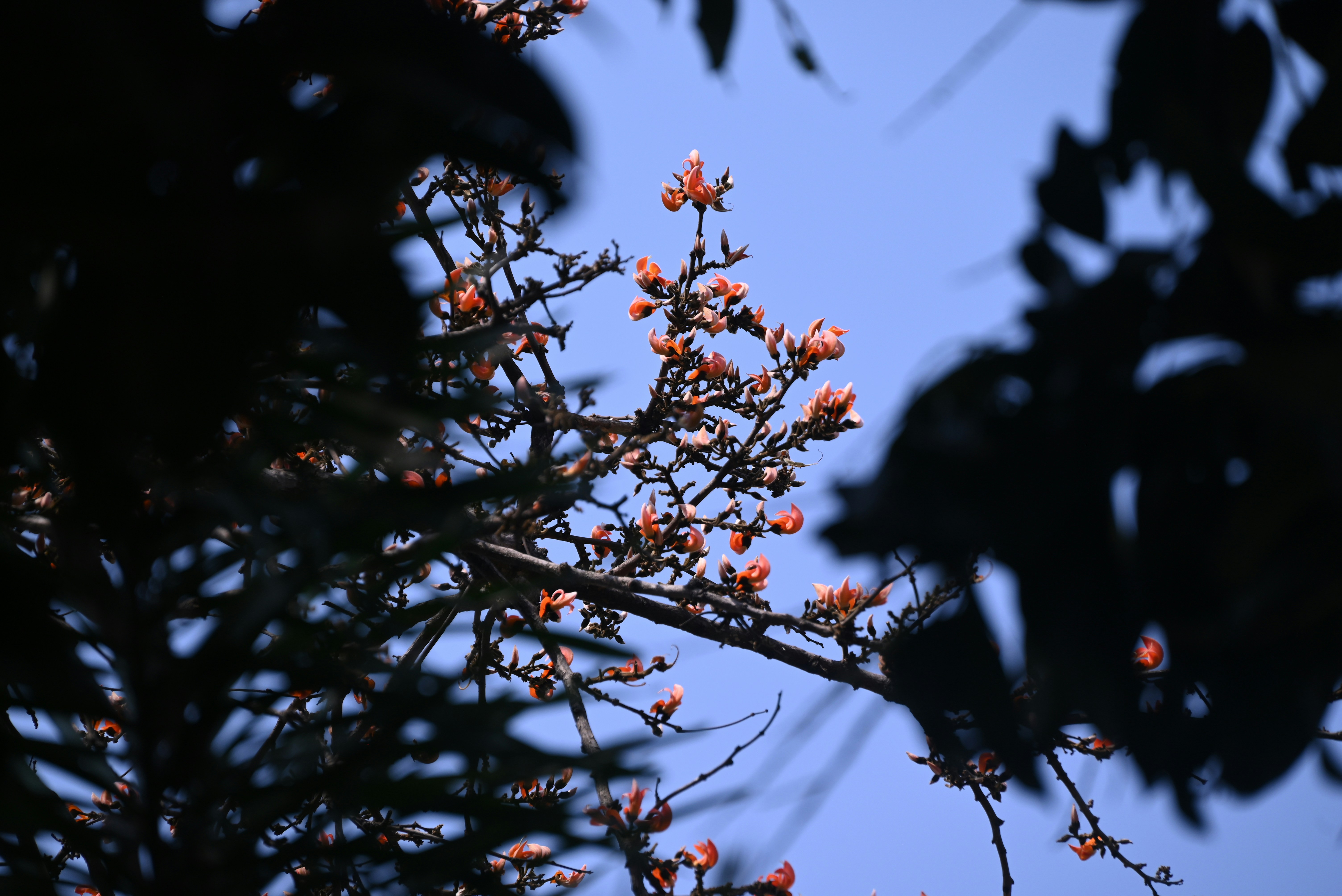 Blossoms Against a Clear Sky: A Tree Branch in Focus