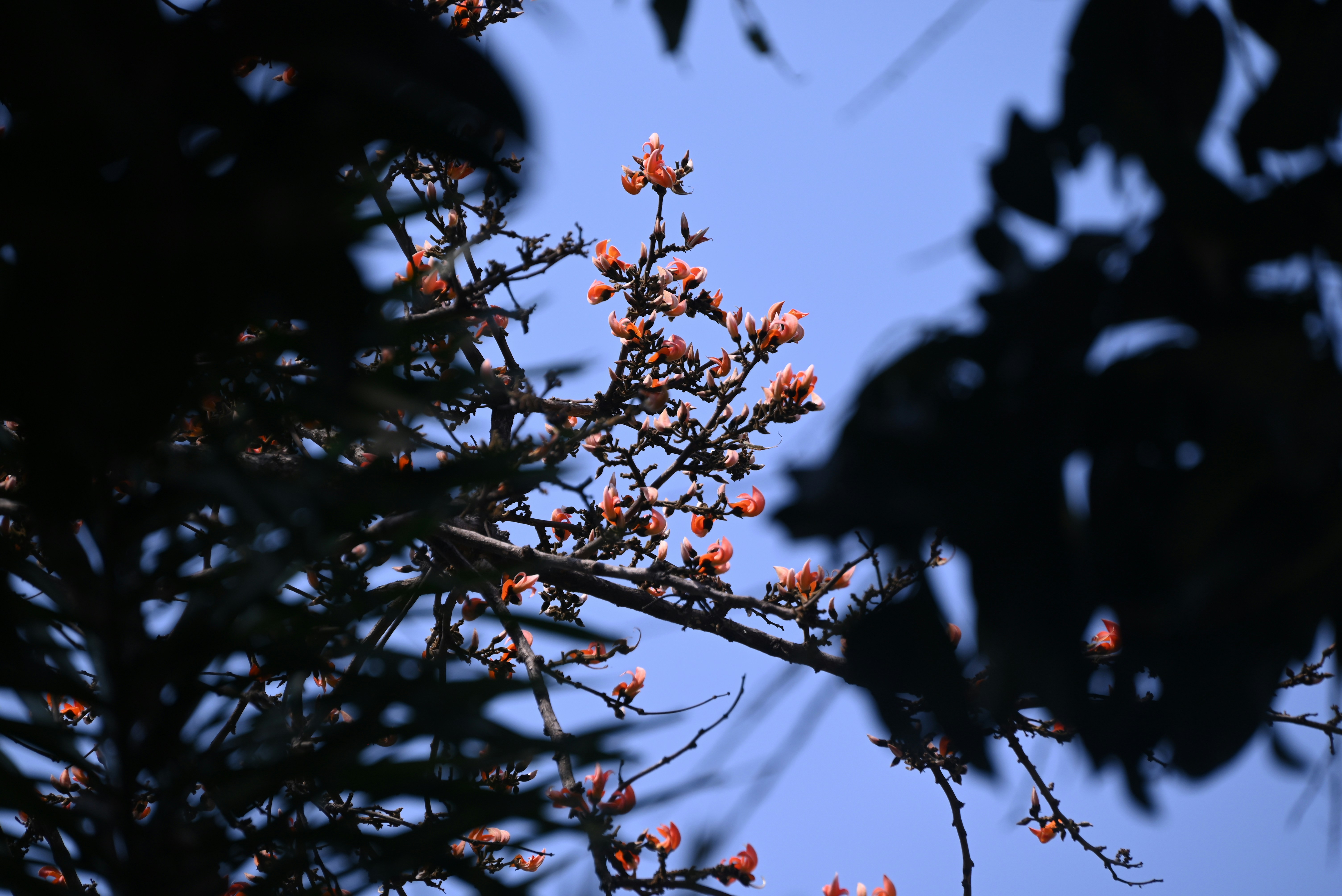 Branching Bloom under a Clear Sky
