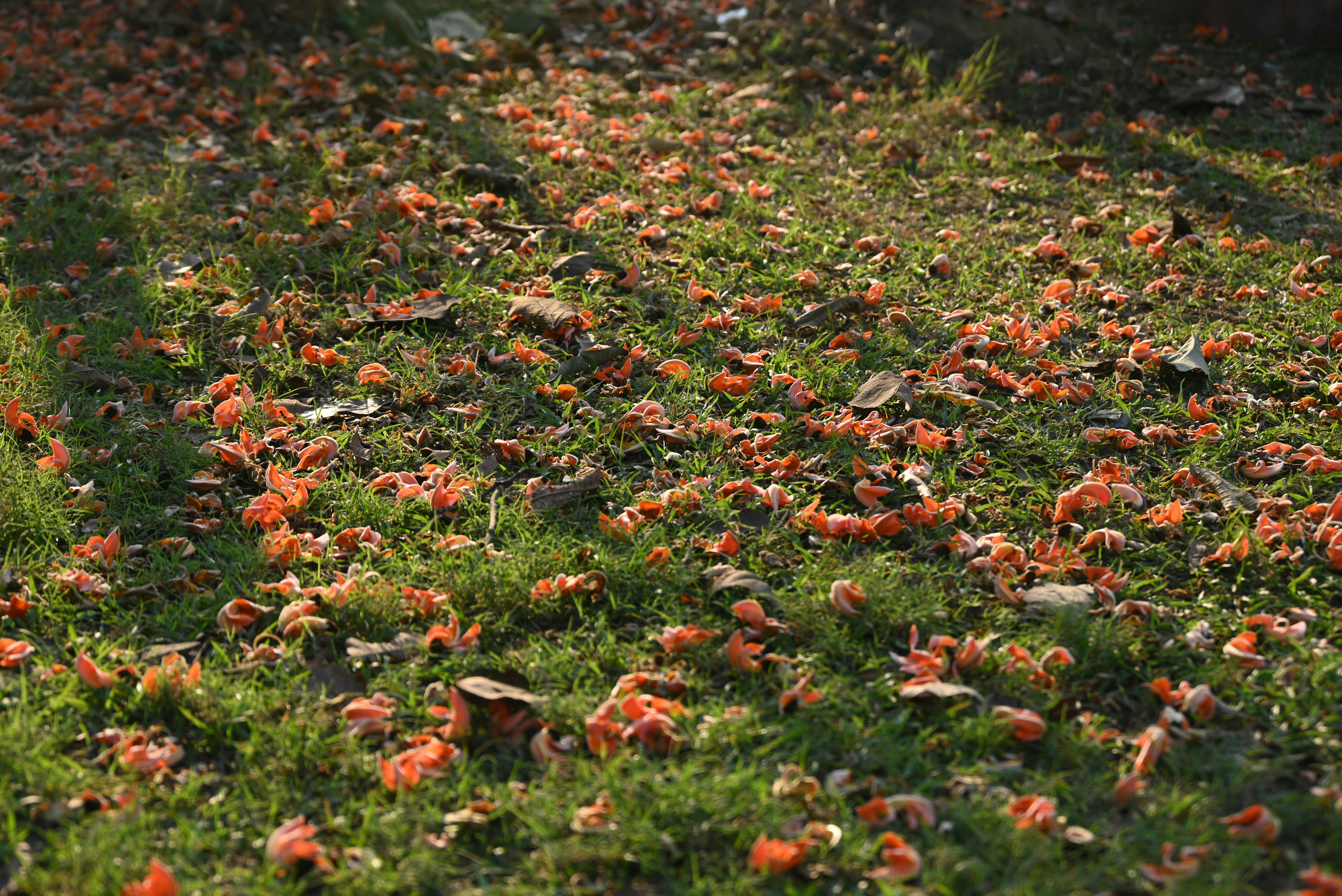Field of Coral Fungi: a sunlit carpet of orange blossoms across the mossy ground