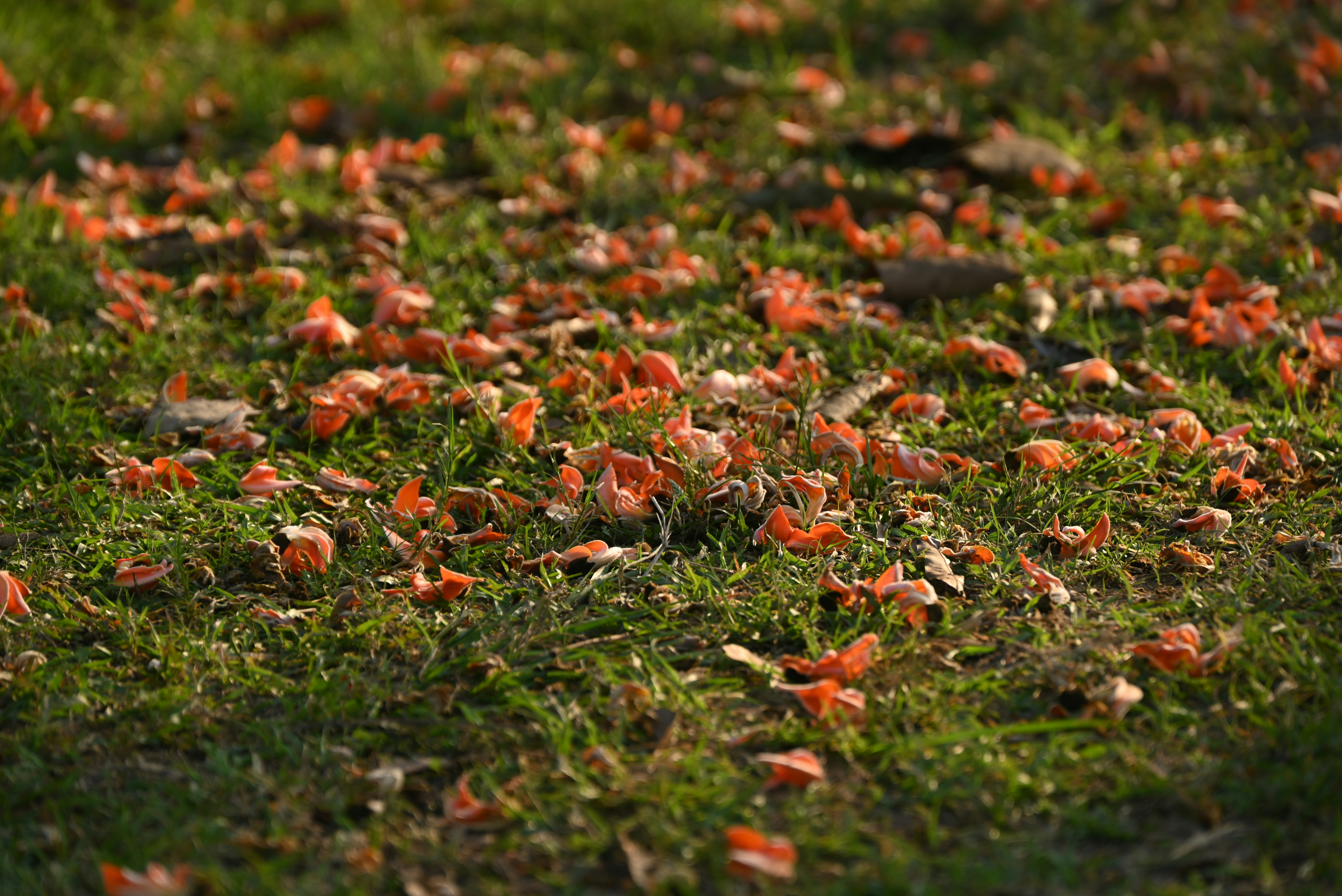 Autumn Carpet: Orange Petals Across Dappled Grass