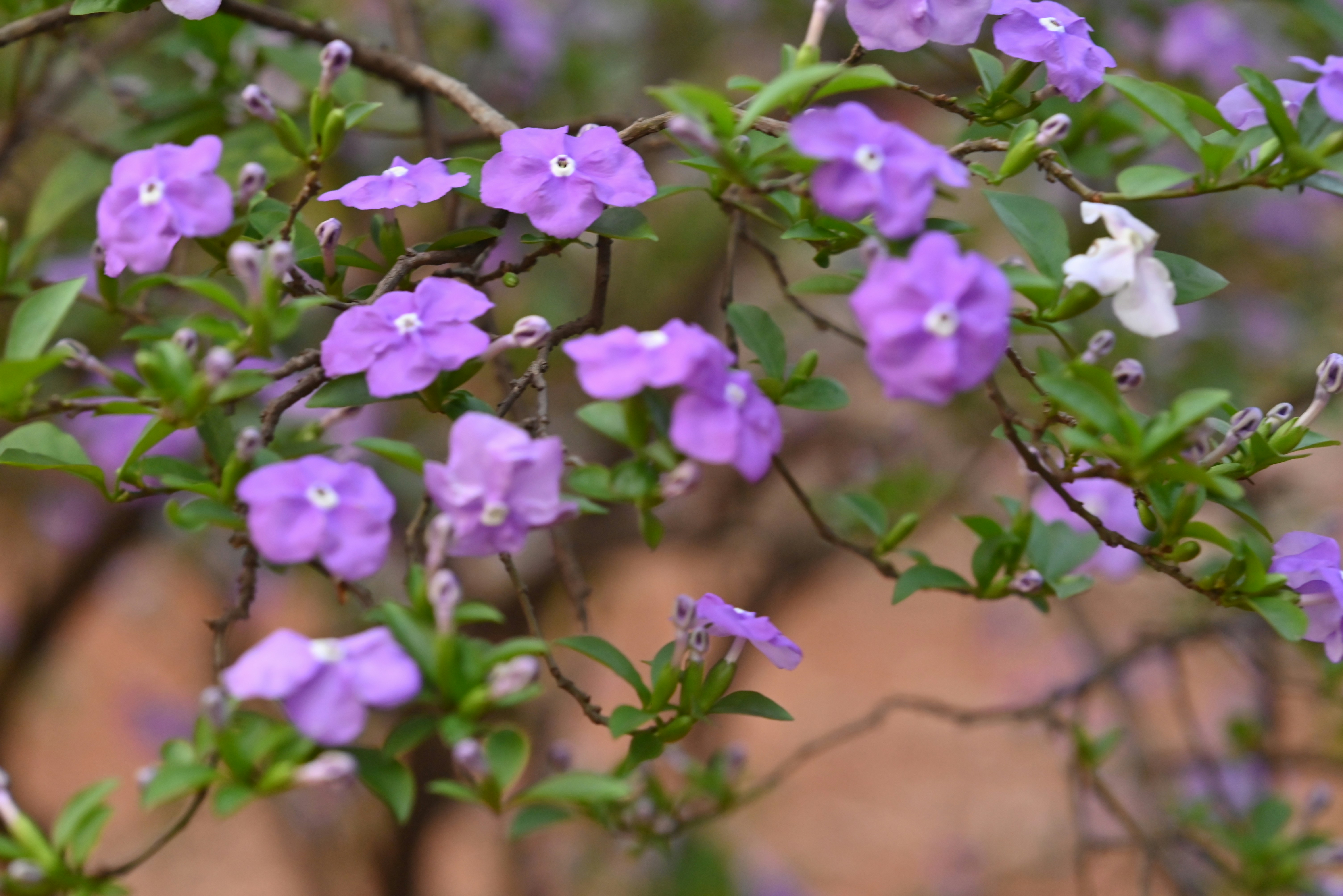 Violet Blooms in Shimmering Garden Mesh