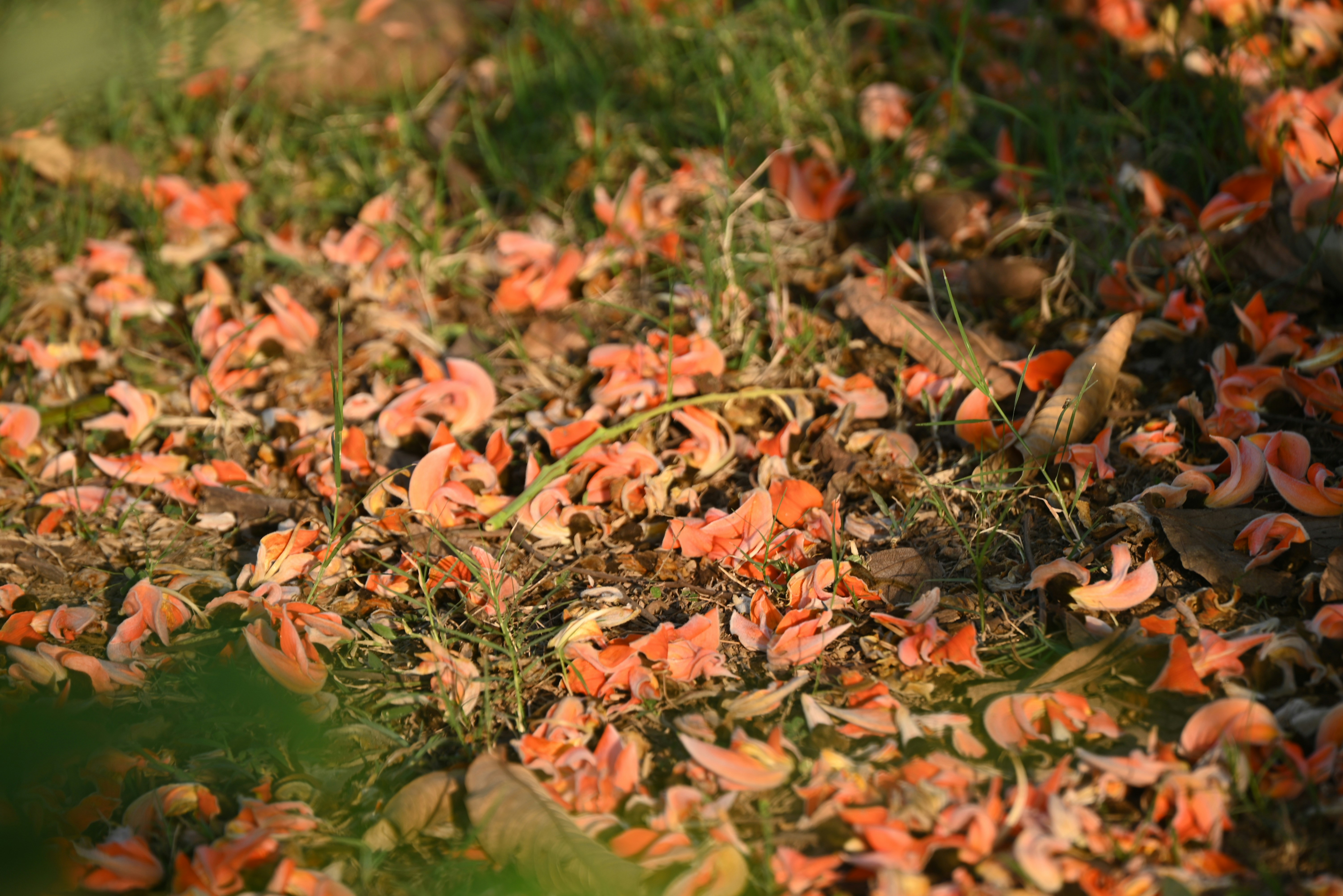 Crimson Petal Carpet on Sunlit Forest Floor