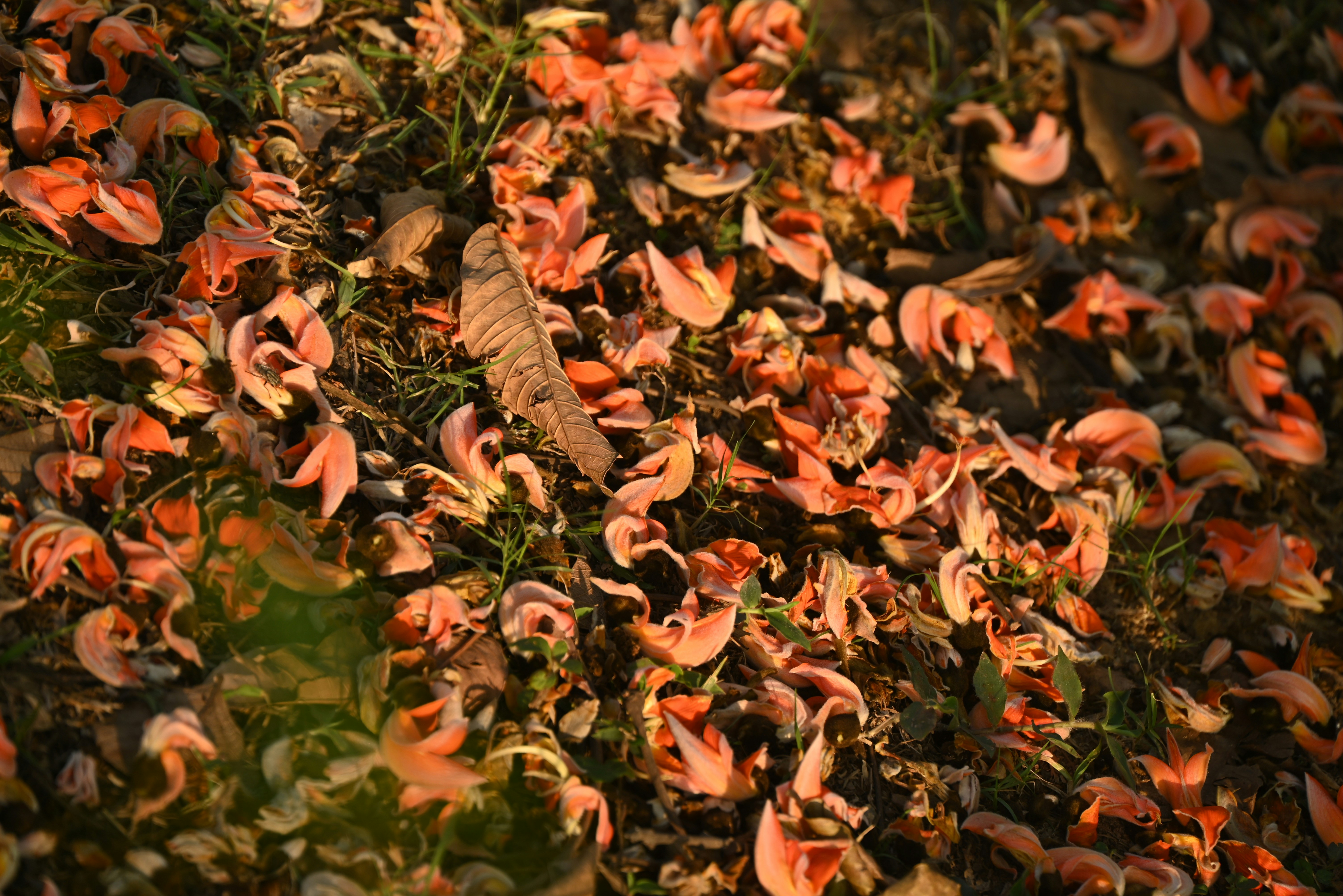 Leaves in Warm Fray: A Carved Carpet of Autumn Hues