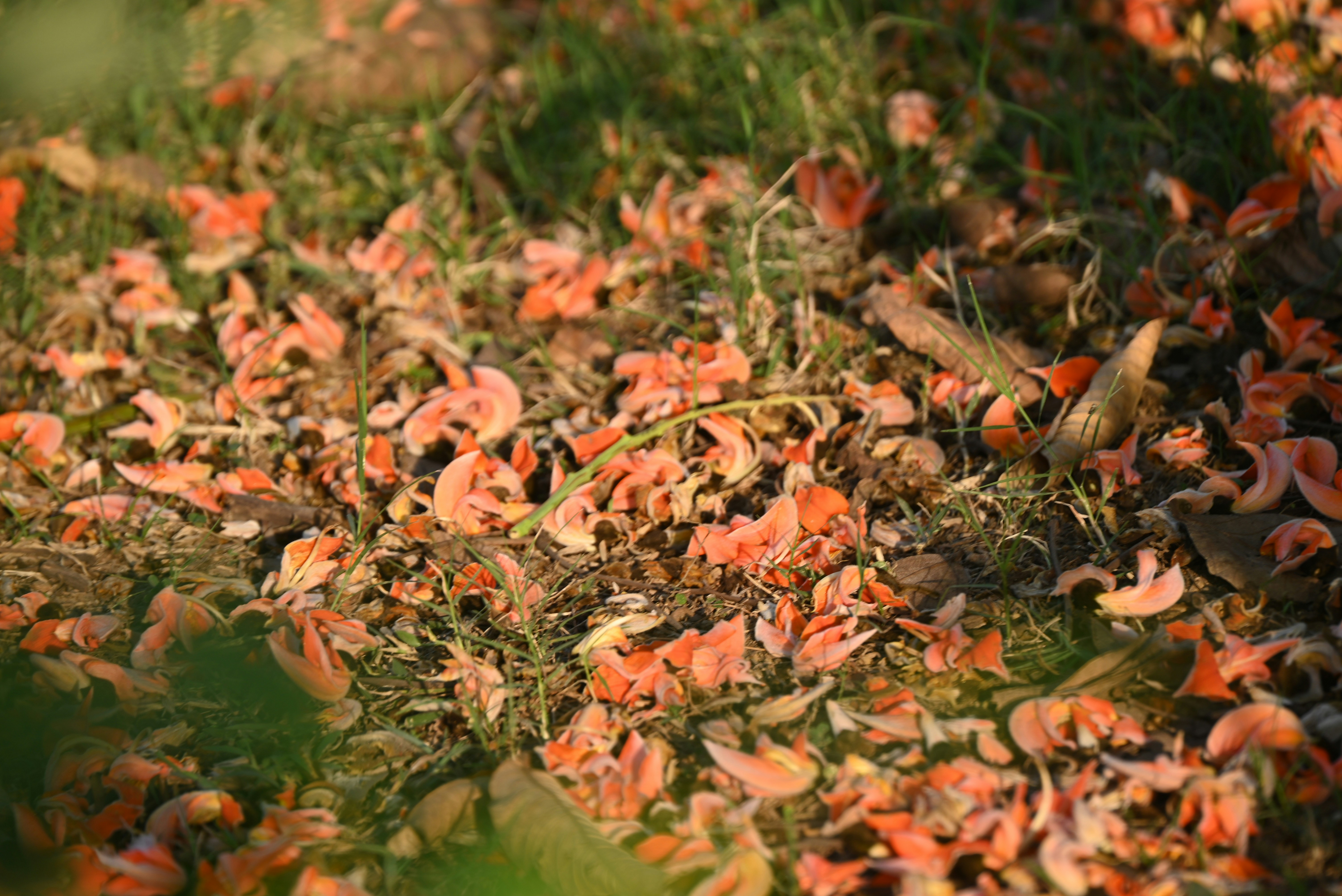 Autumn Carpet: Orange Petals Quietly Scatter Across a Leaf-Lilled Ground