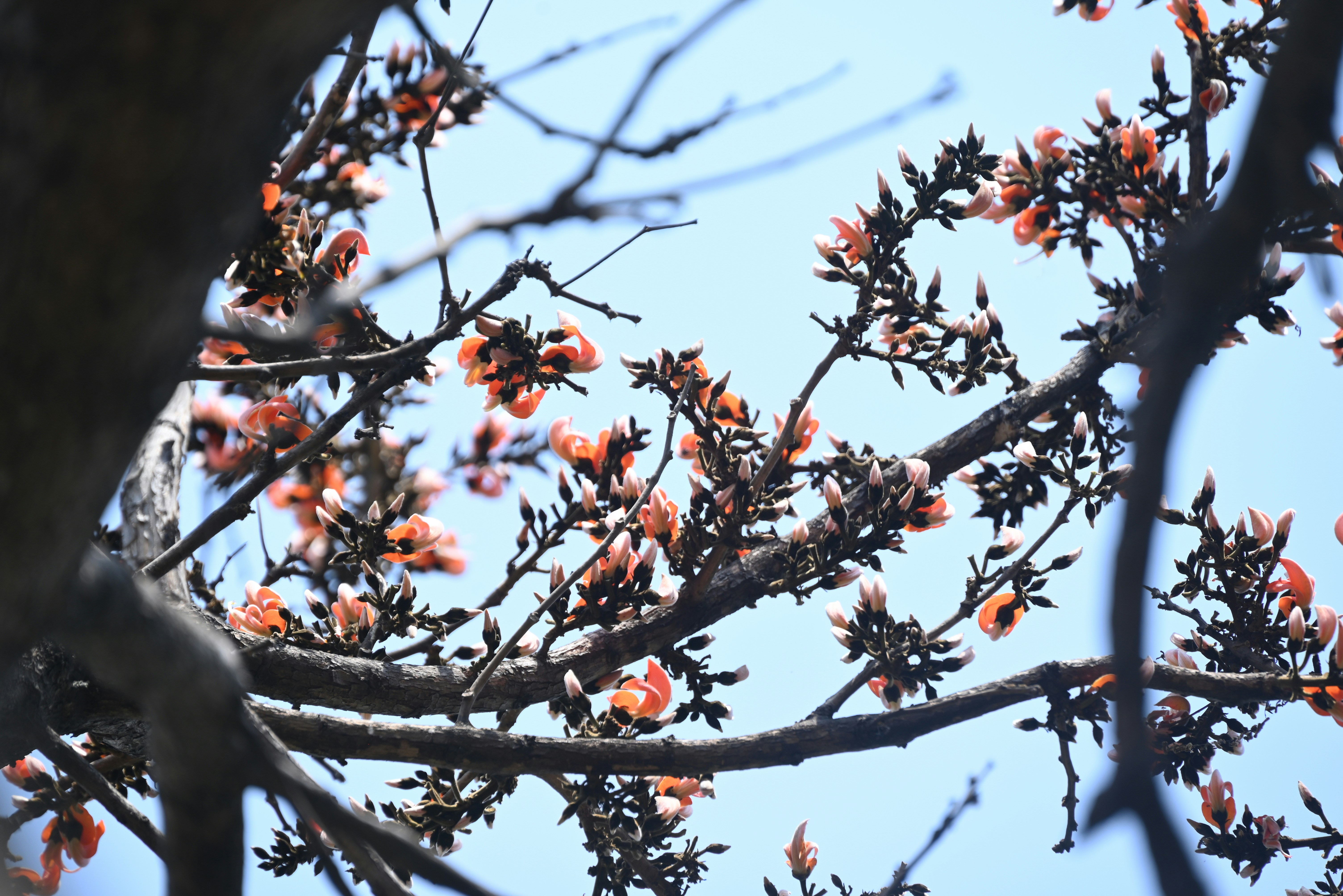 Blossoms Framed by Blue Sky: A Tangle of Branches in Spring Light