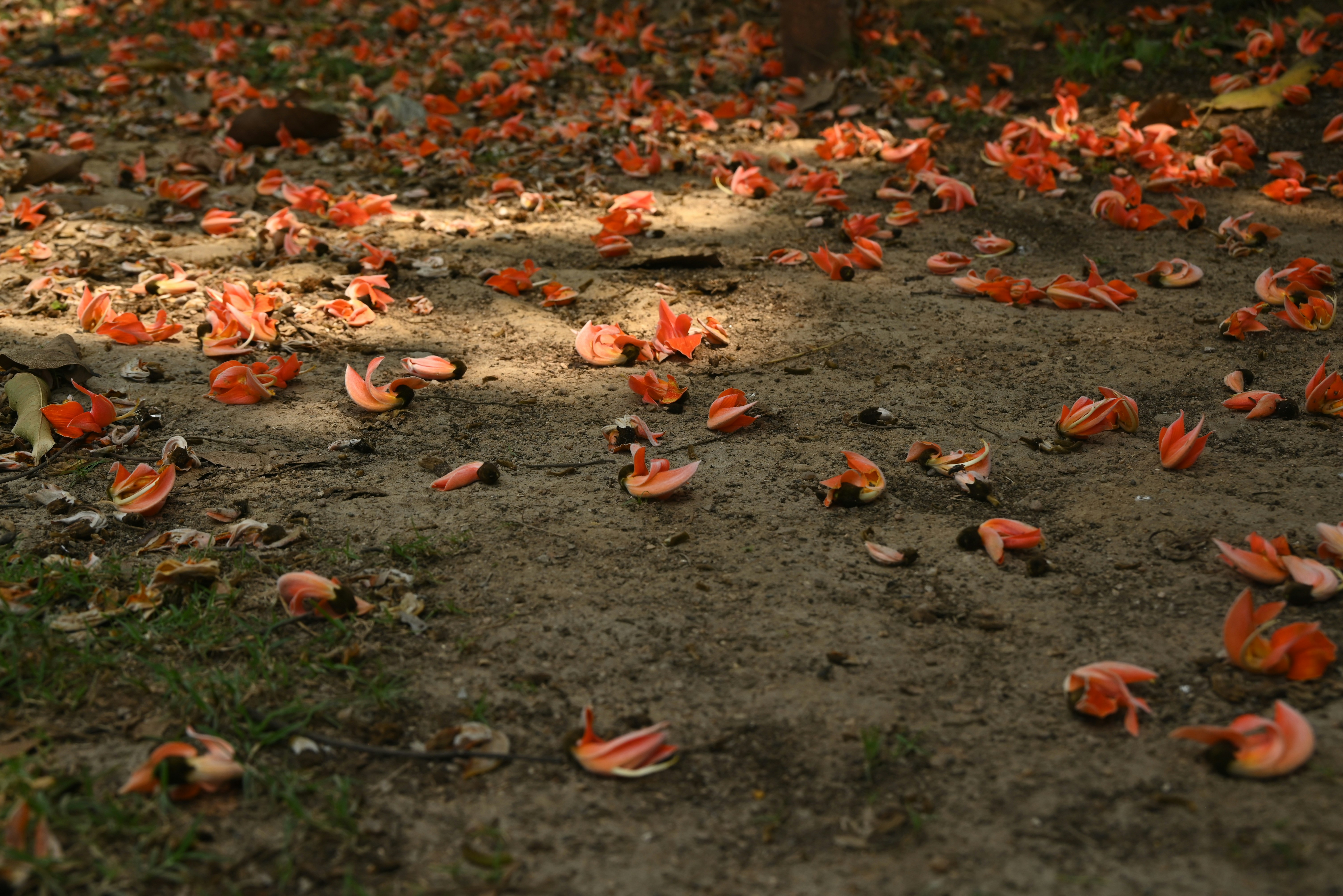 Autumn Petals on a Dusty Path