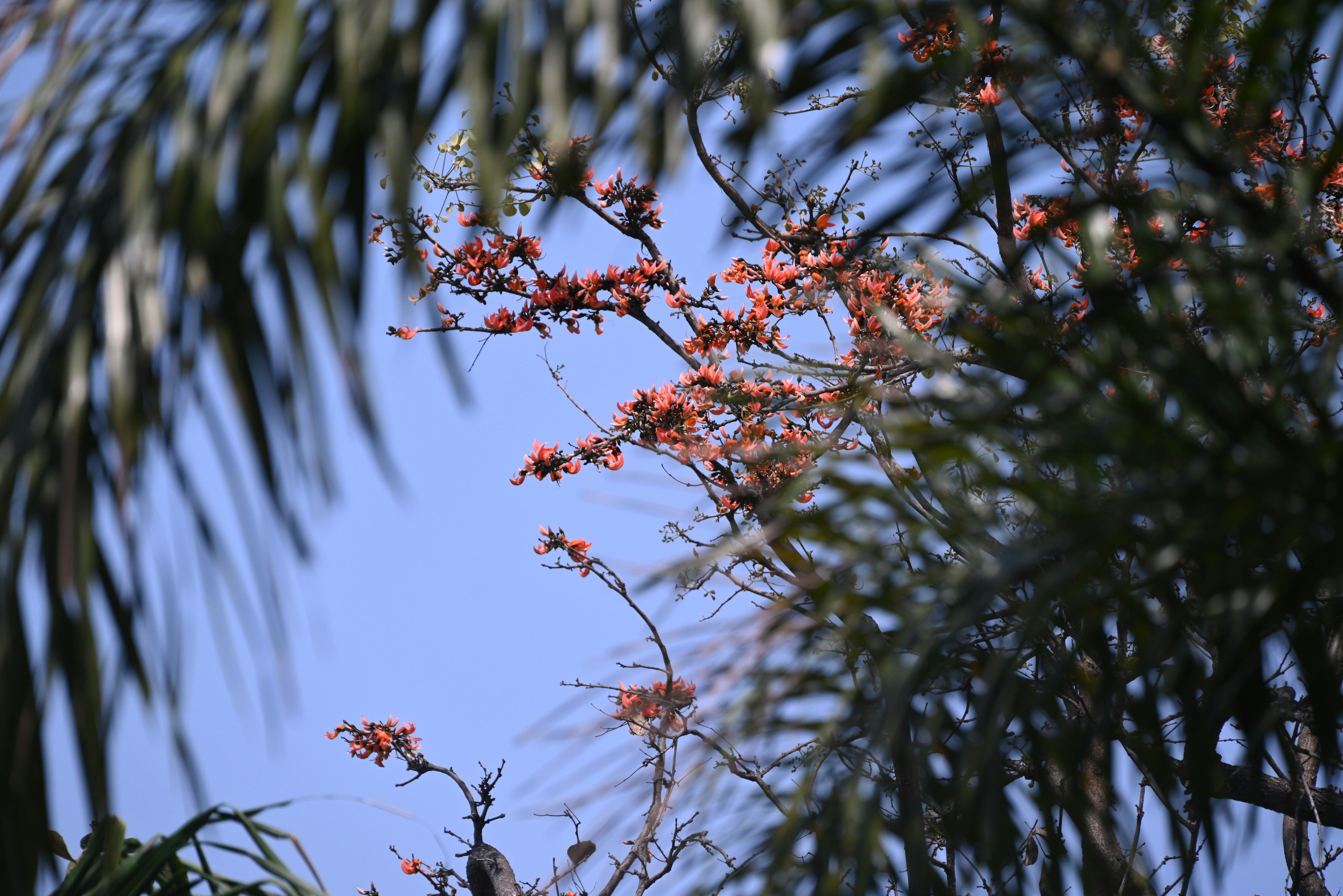 Framed by Fronds: Blush Blossoms Against a Clear Sky