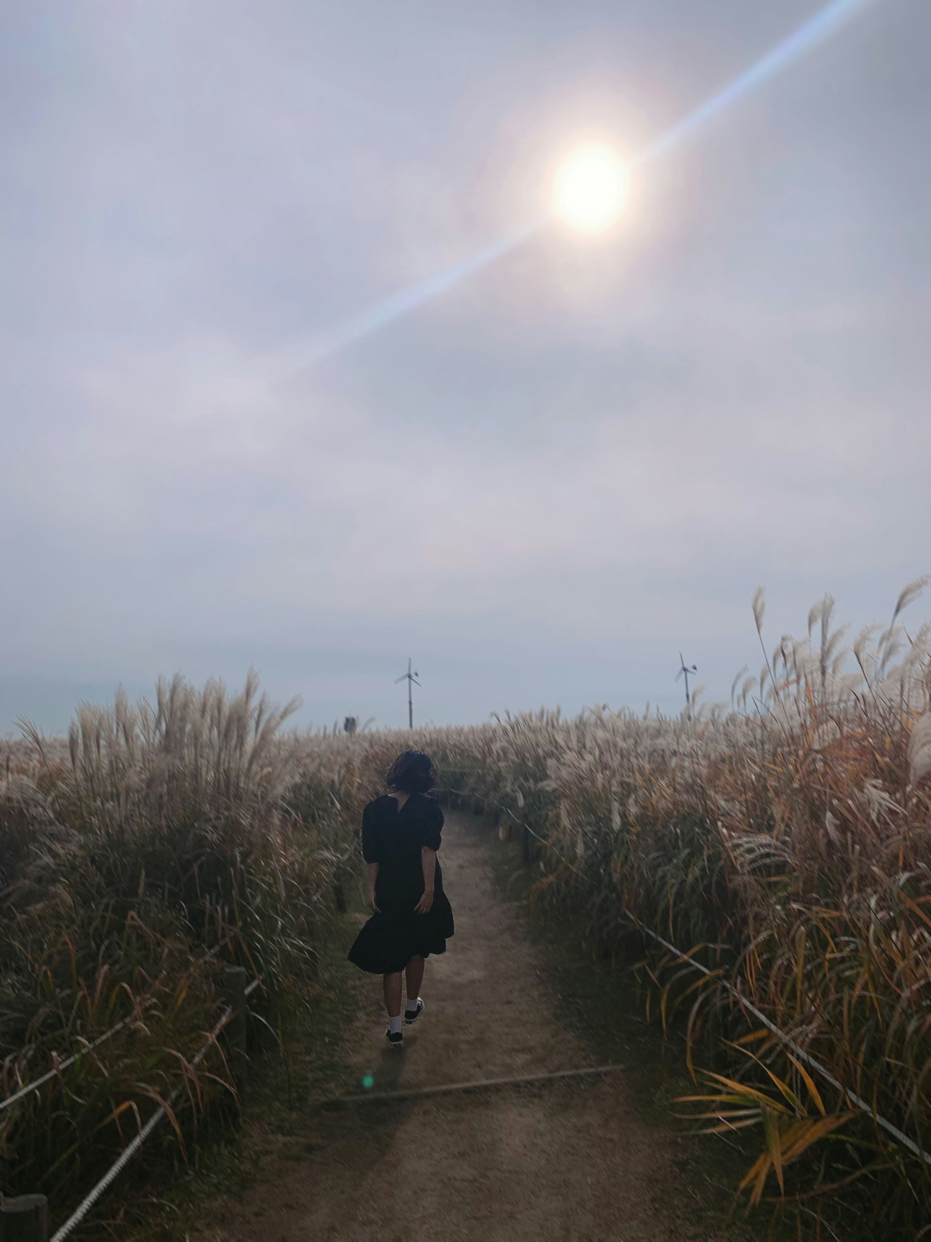 Path Through Tall Grass Under a Softly Blazing Sun
