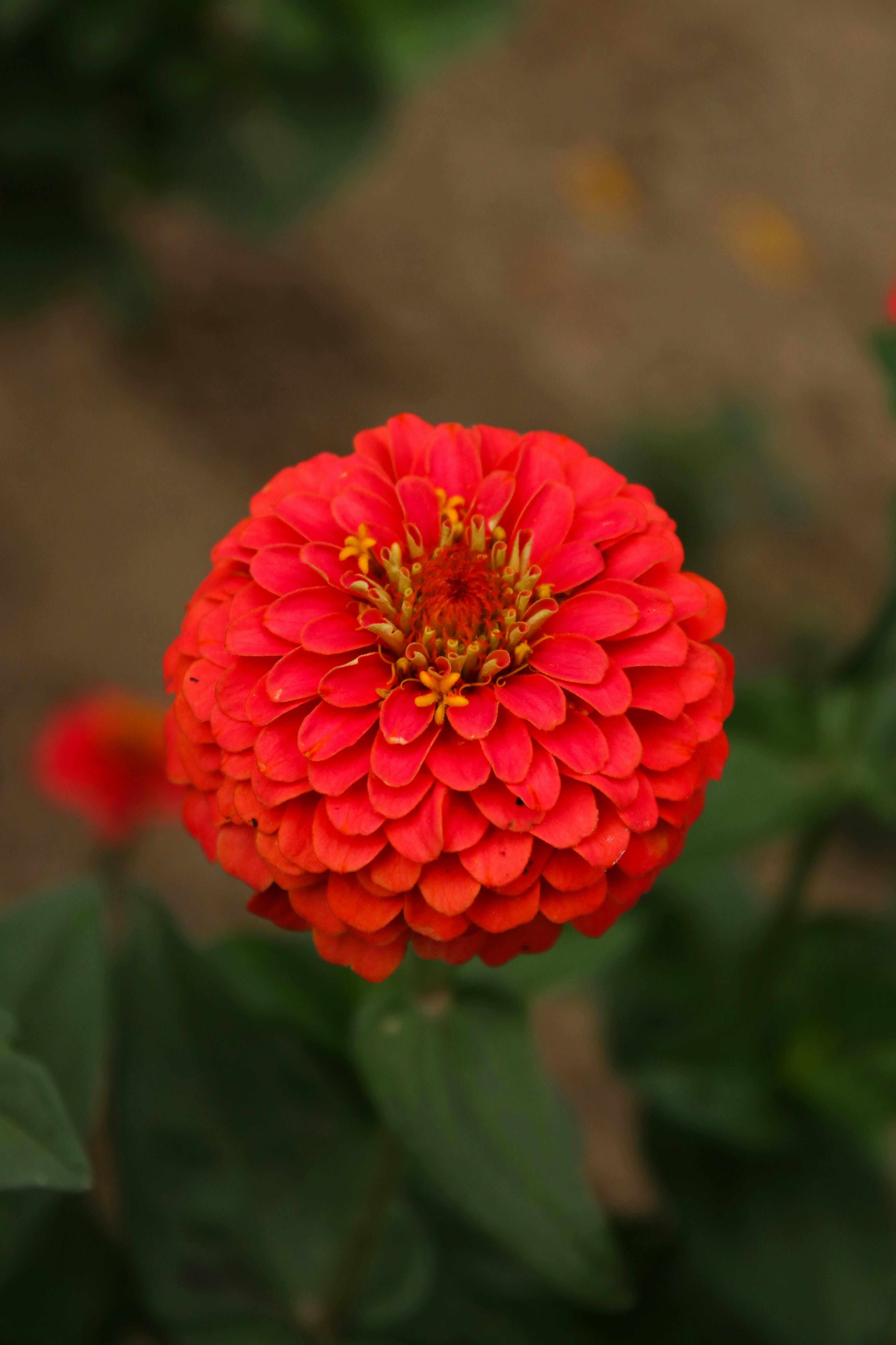 Crimson Queen: a near-mrosted zinnia in full bloom