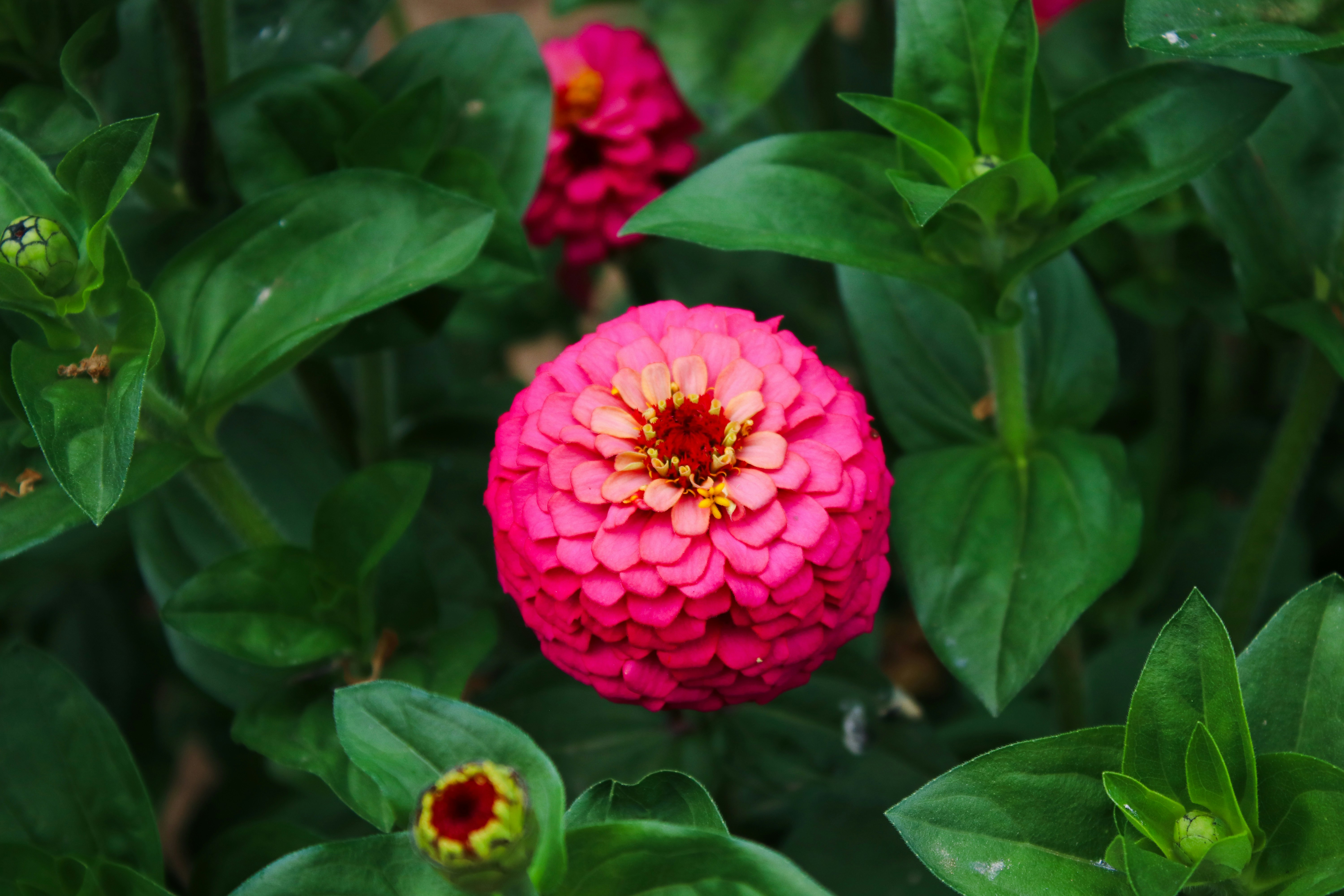 Rosette of Pink Petals: A Centered Bloom Among Green Foliage