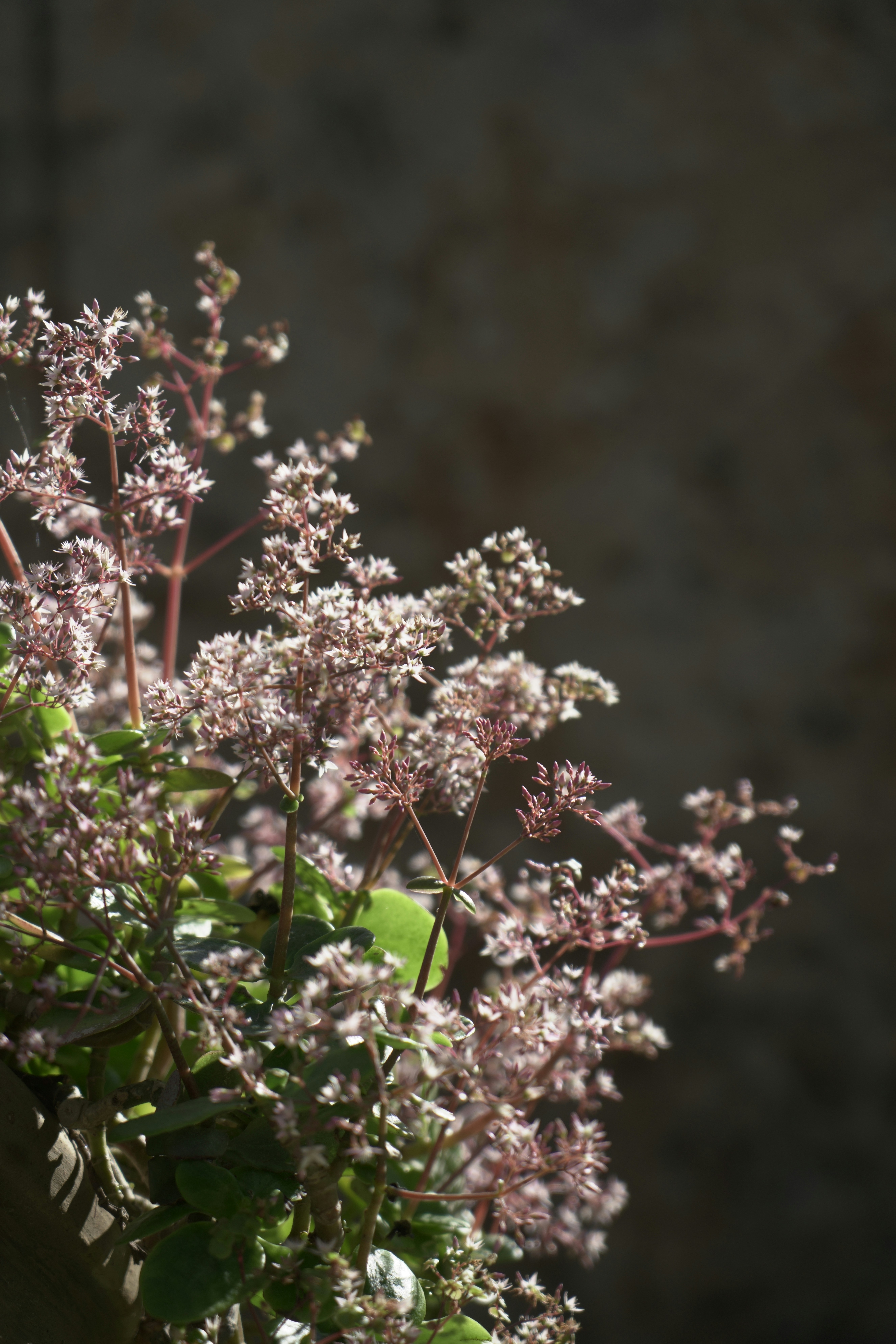 Soft-Glow Floral Cascade in Sunlit Focus