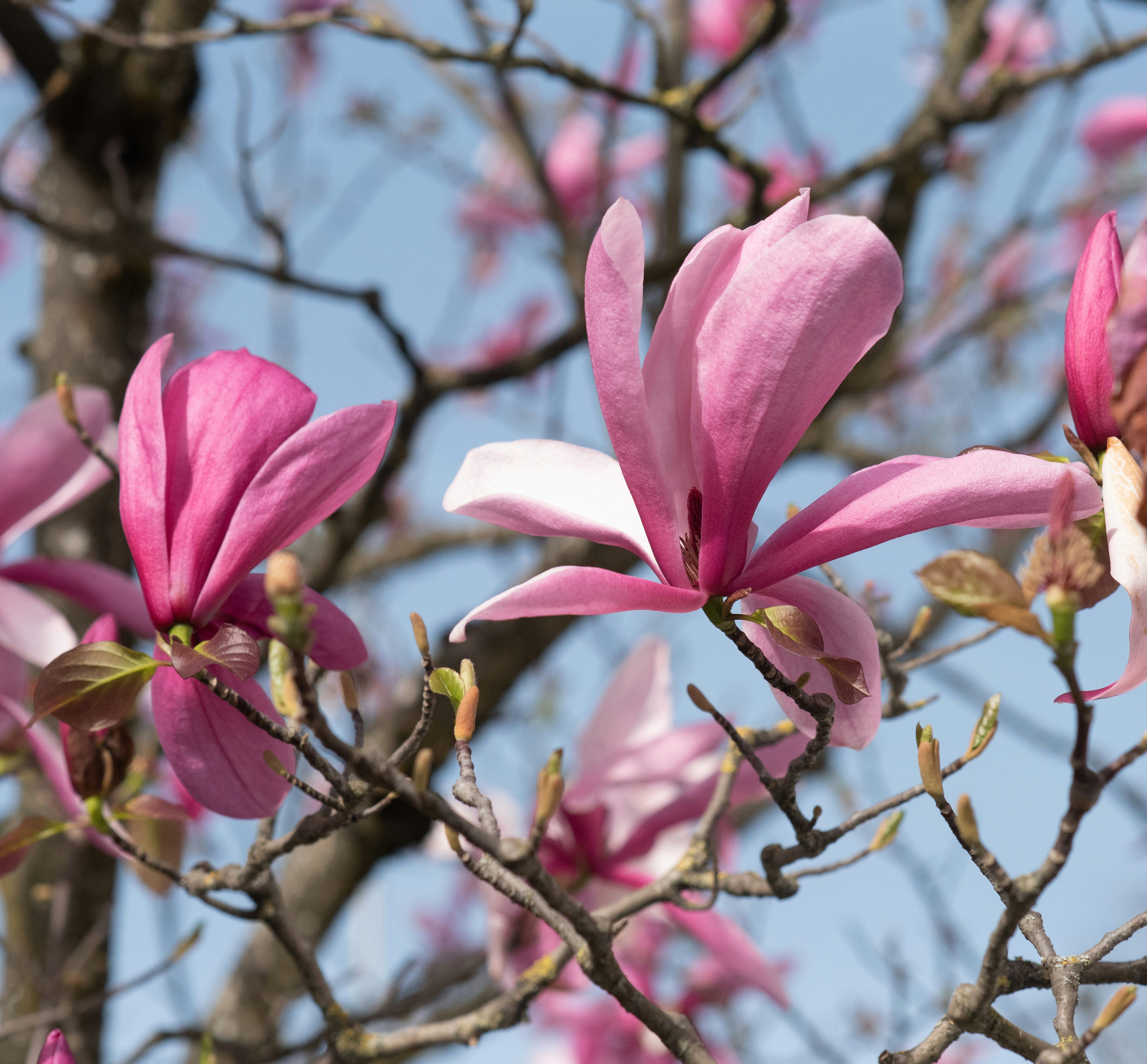 Petals in Focus: A Close-up of Spring Magnolias Against a Clear Sky