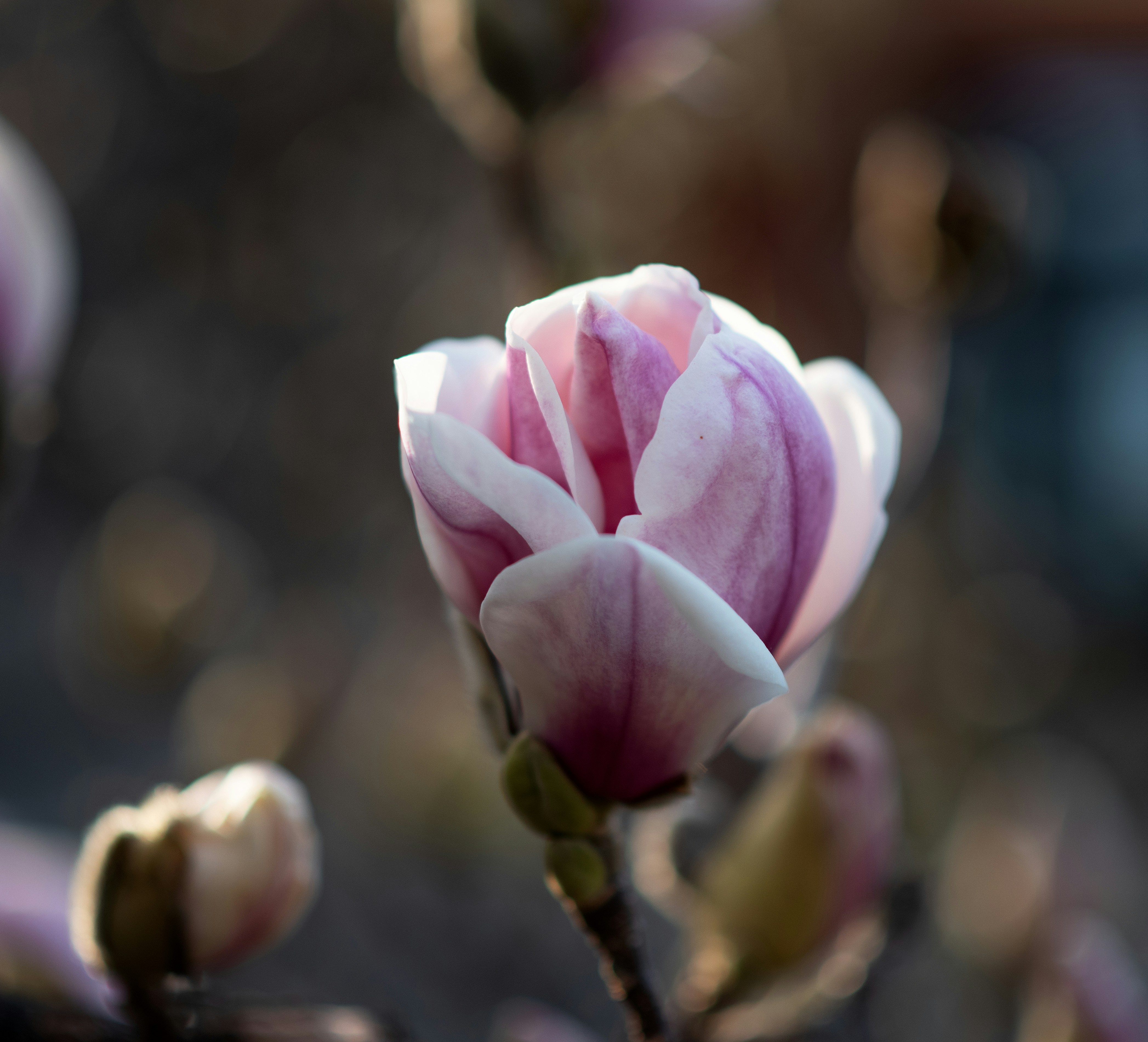 Petal Prism: a pink-white magnolia bud in soft focus