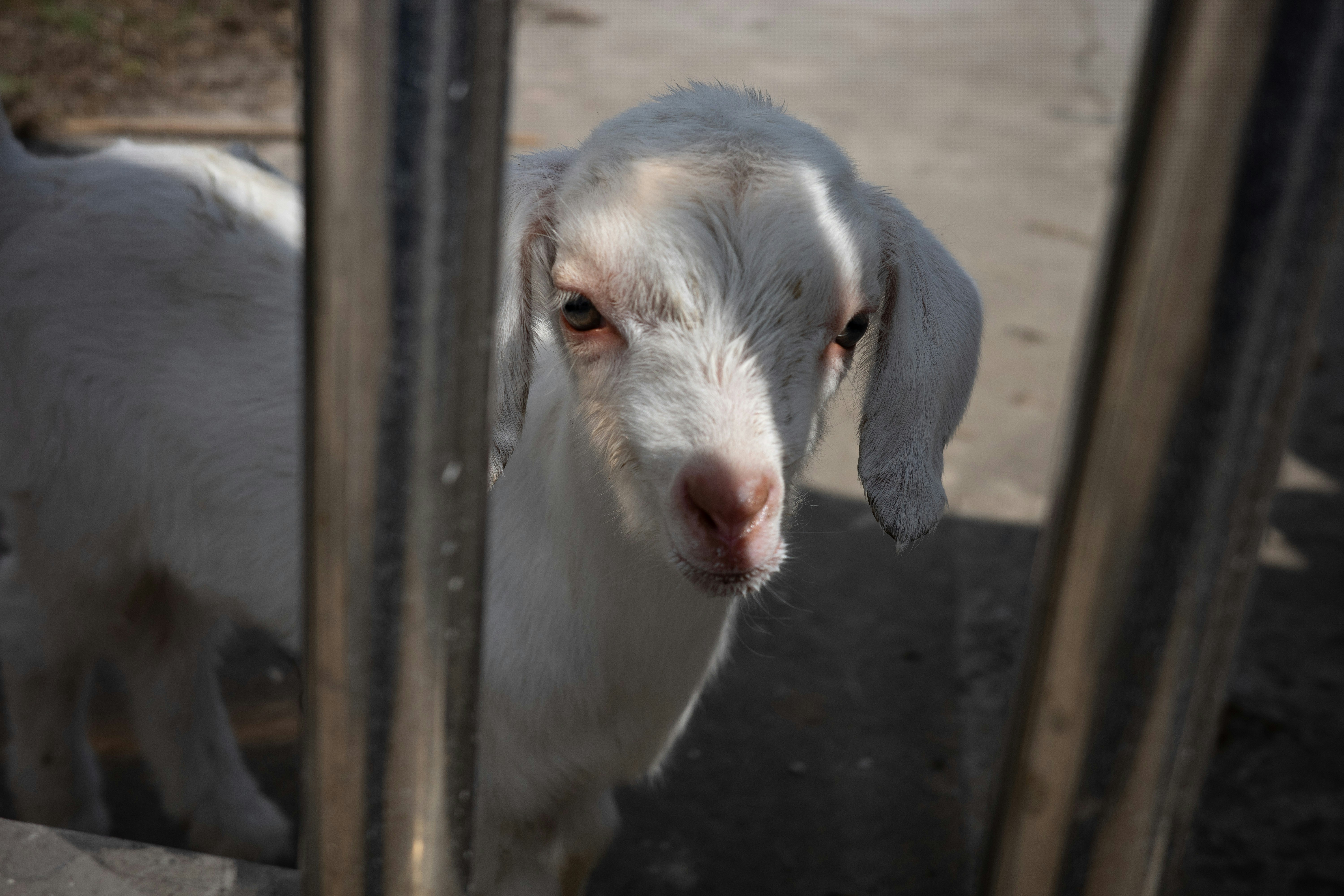Goat Behind Bars: A Quiet Moment at the Fence