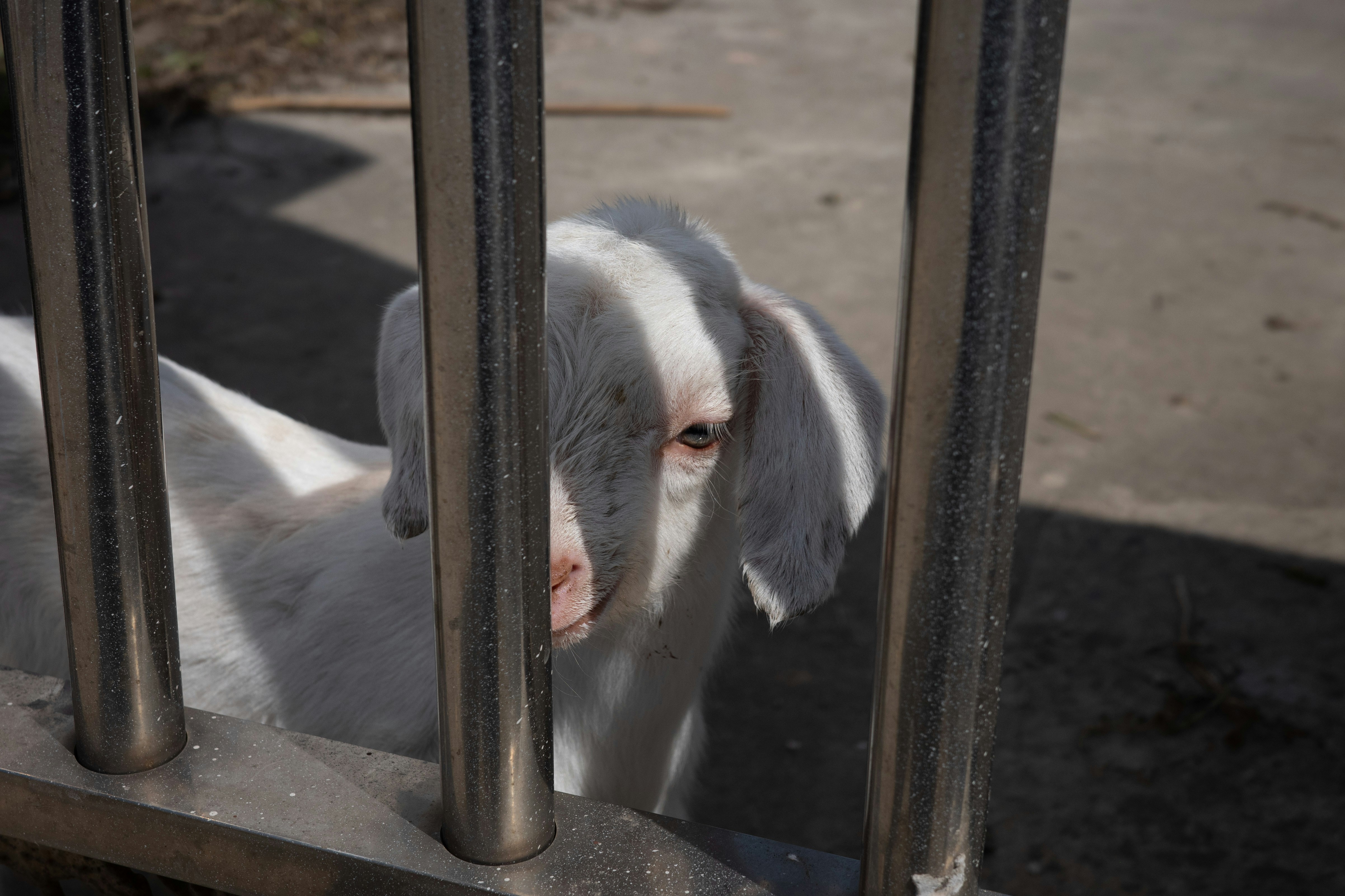A white goat peeks through metal bars.