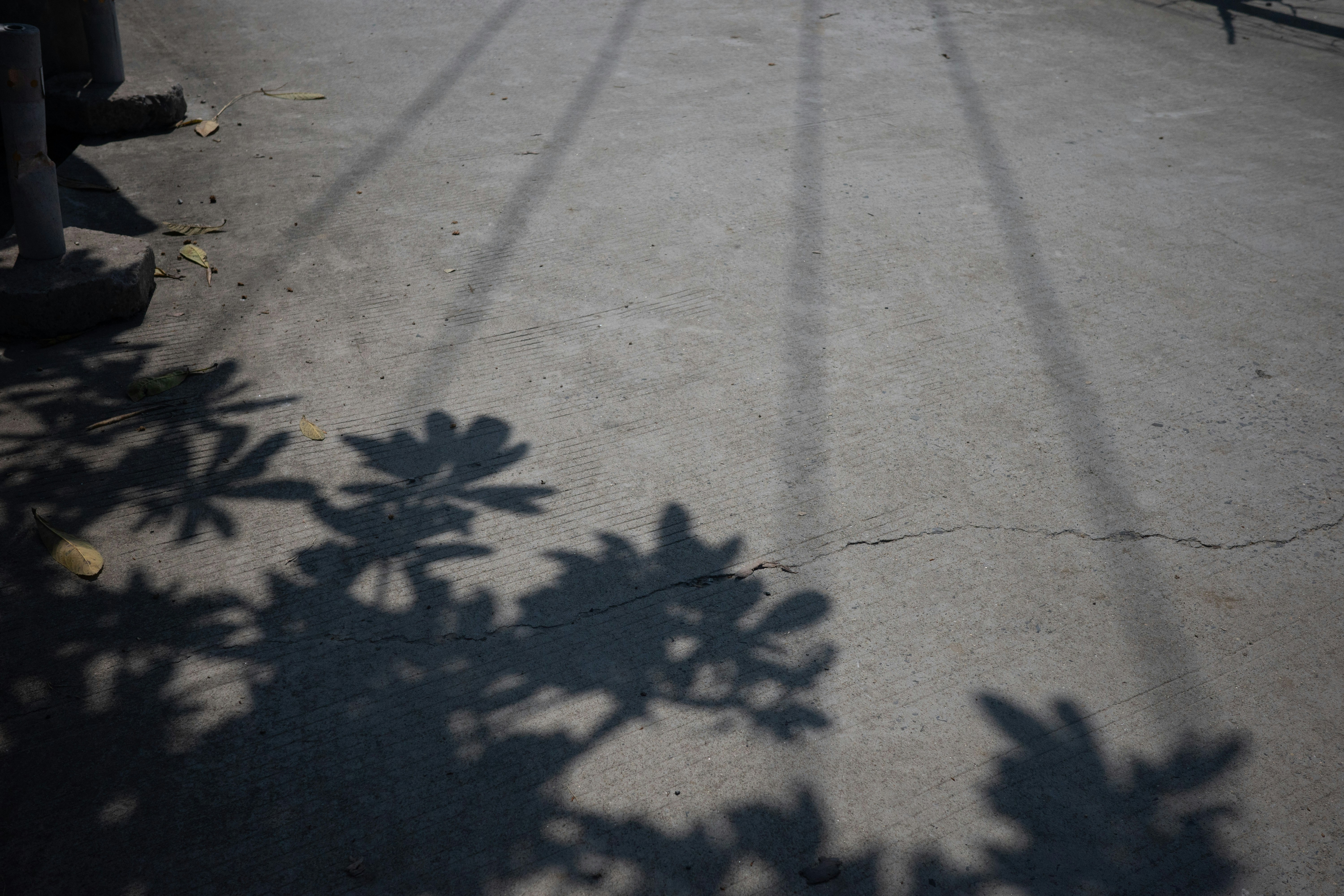 Shadowed Ground: Sunlit Veins and Plant Silhouettes on Concrete