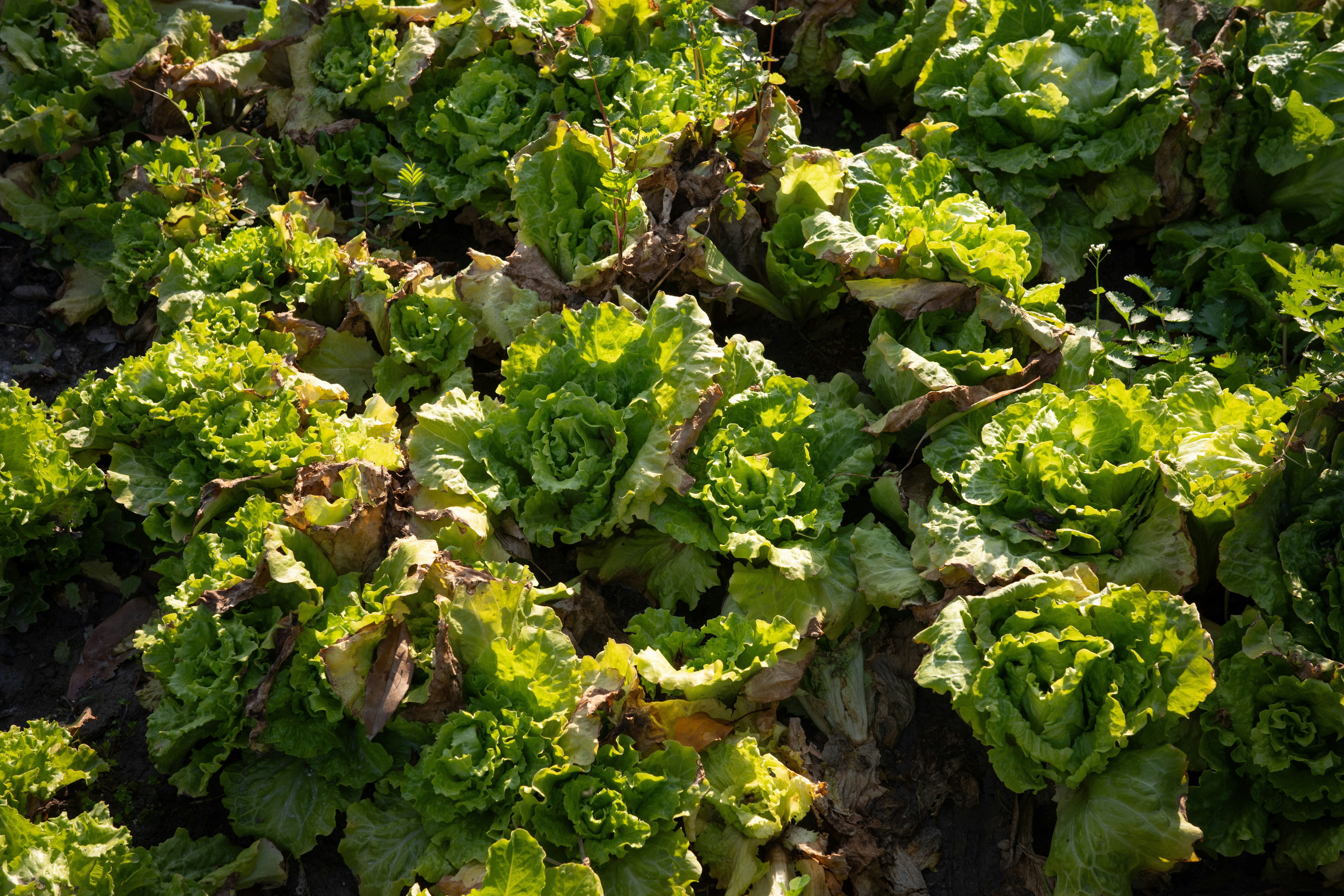 Verdant CabMicrogreens: Leafy Peaks in Sunlit Rows