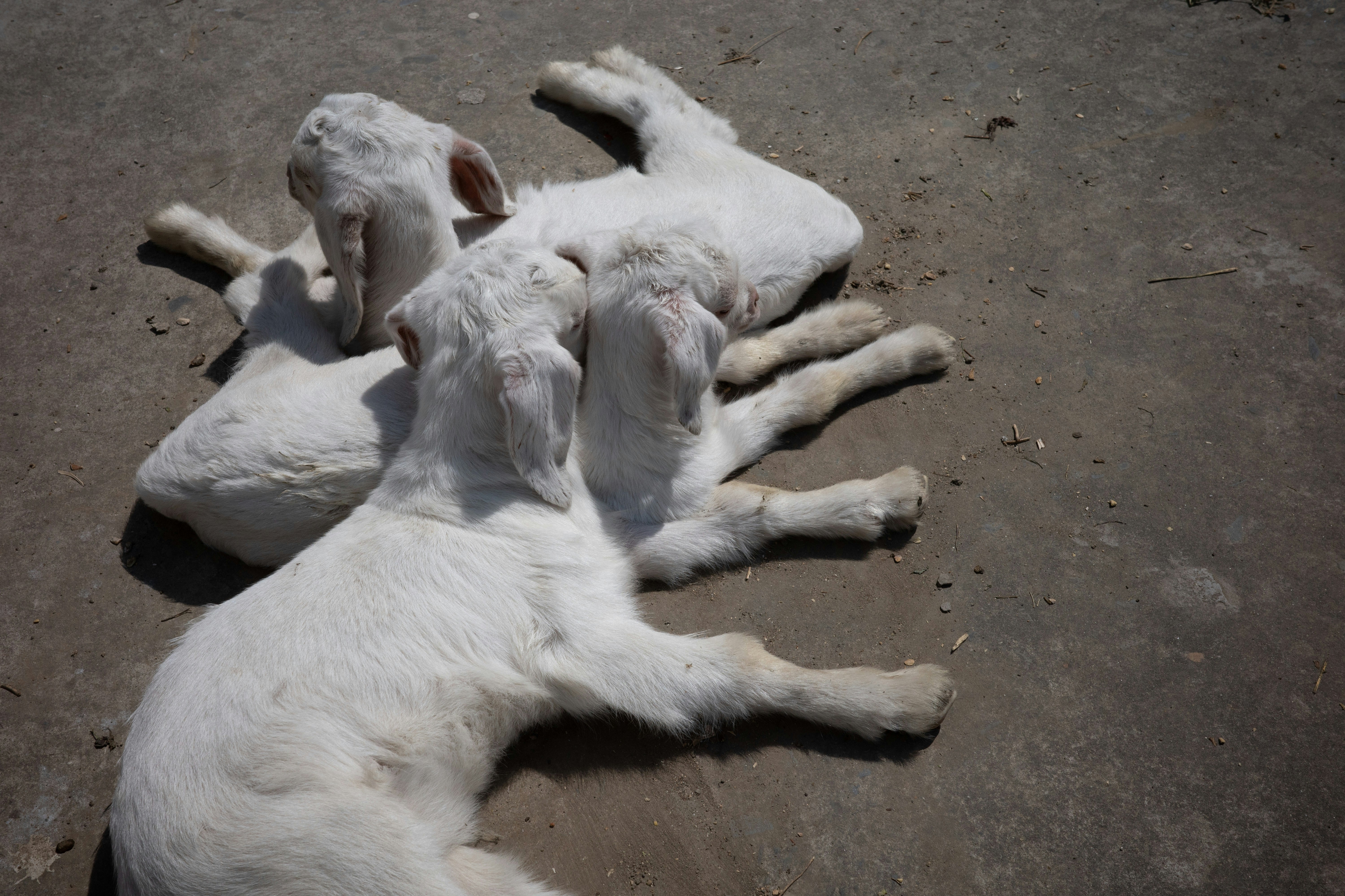 Striped Shade: White lambs bask in sunlit concrete