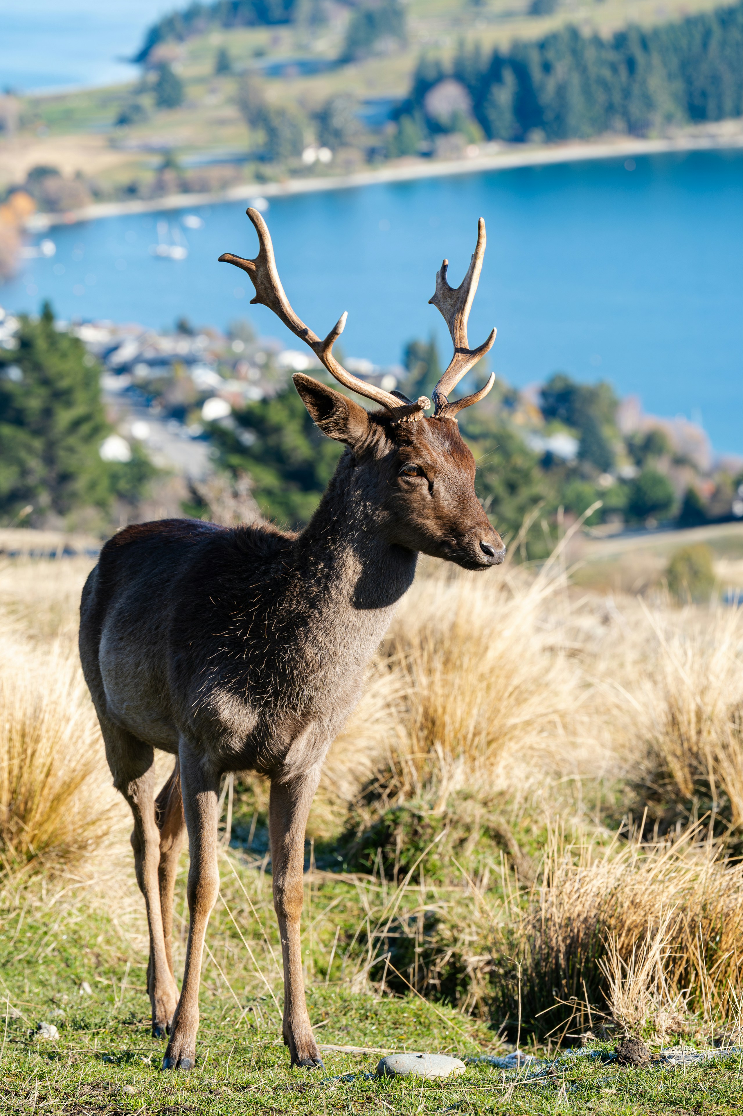 Majestic Stare Across the Grasslands and Lake
