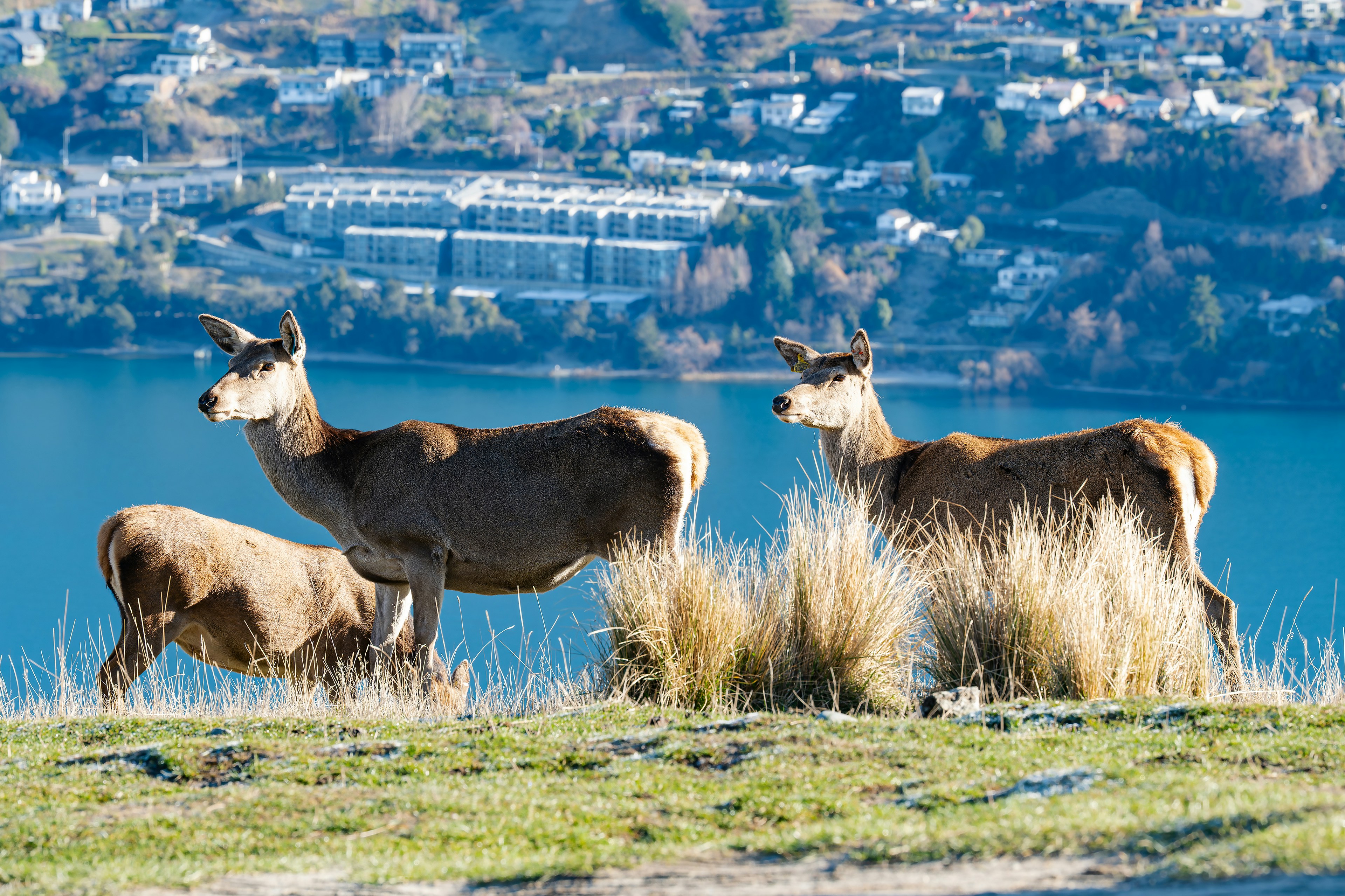 Herd of Nuzzling Grazers Above a Lake Edge