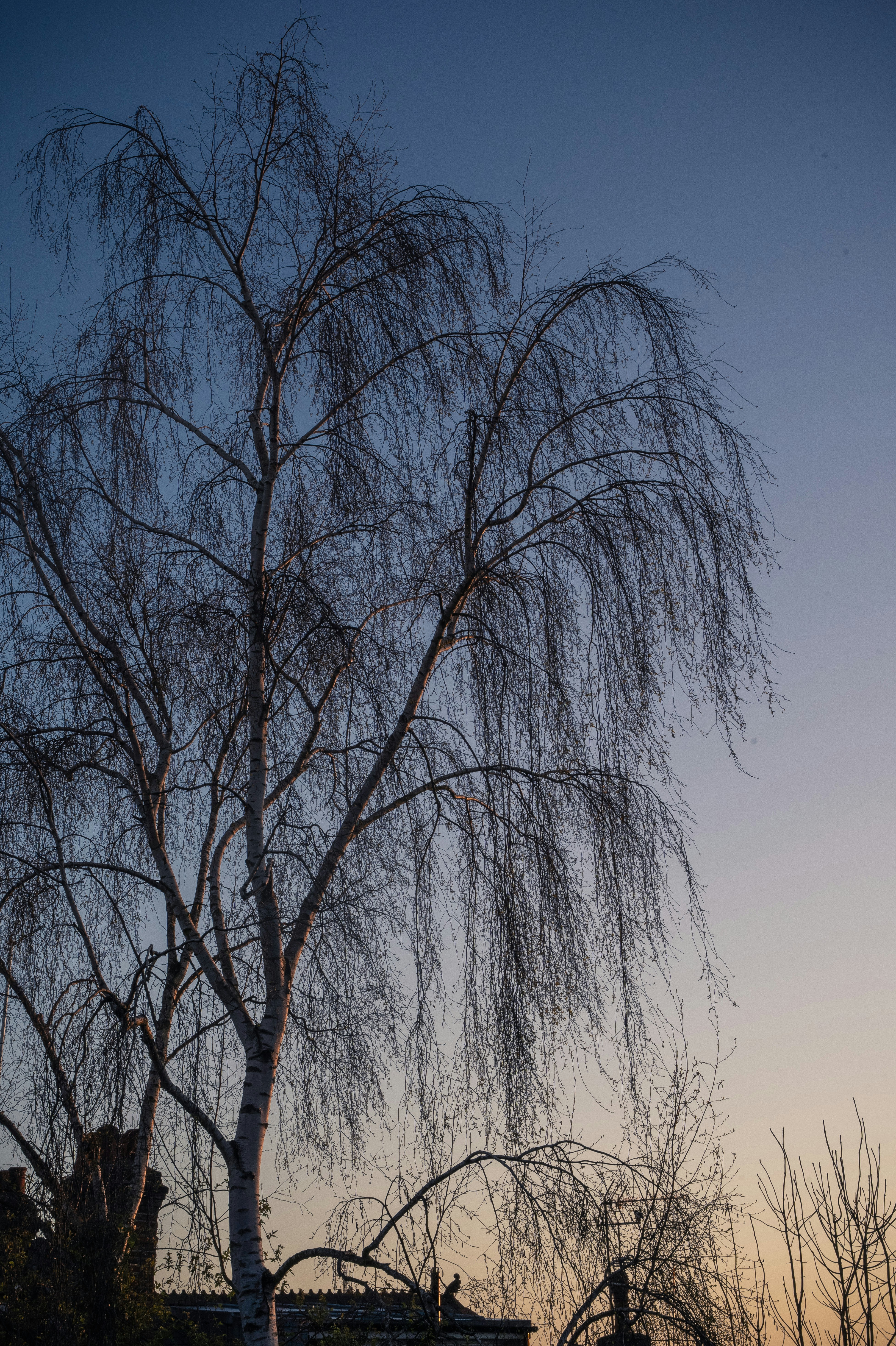 Bare Willow Silhouette at Dusk