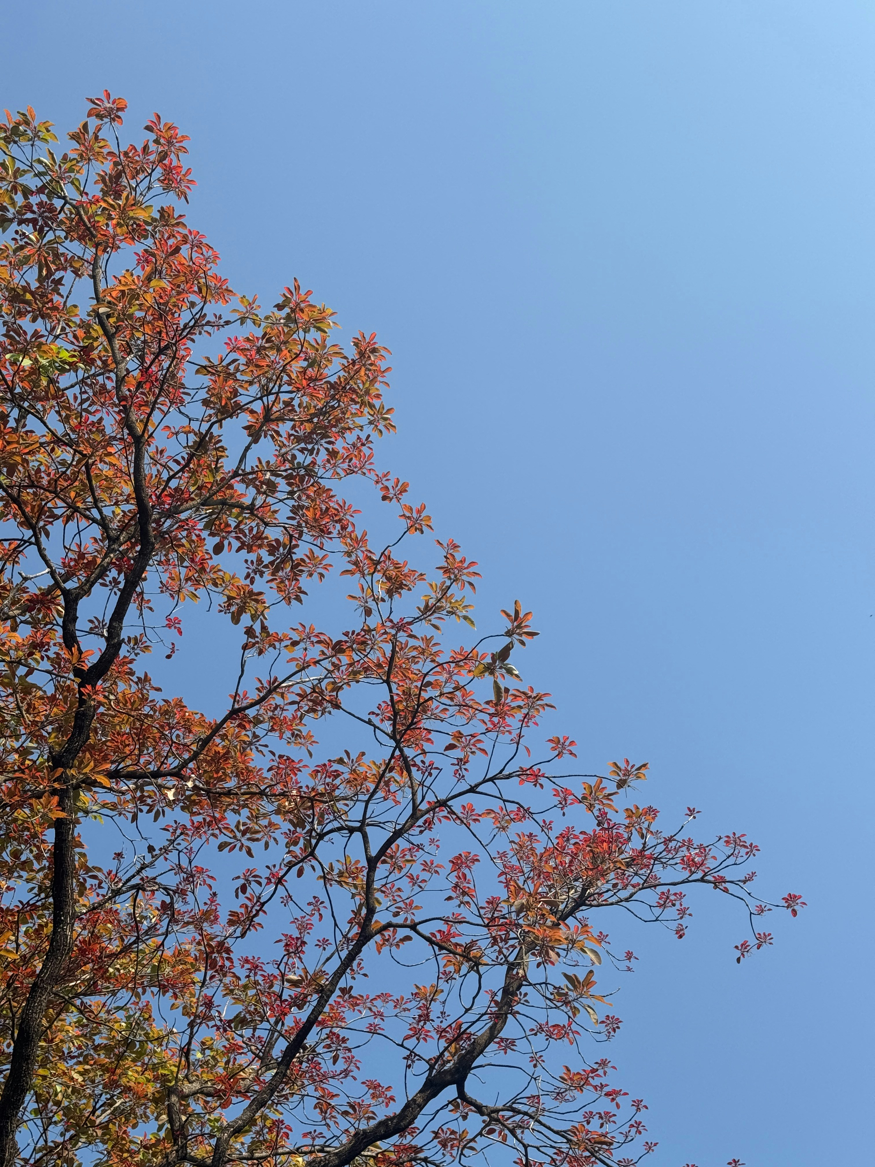 Autumn Canopy Reaching into a Clear Sky