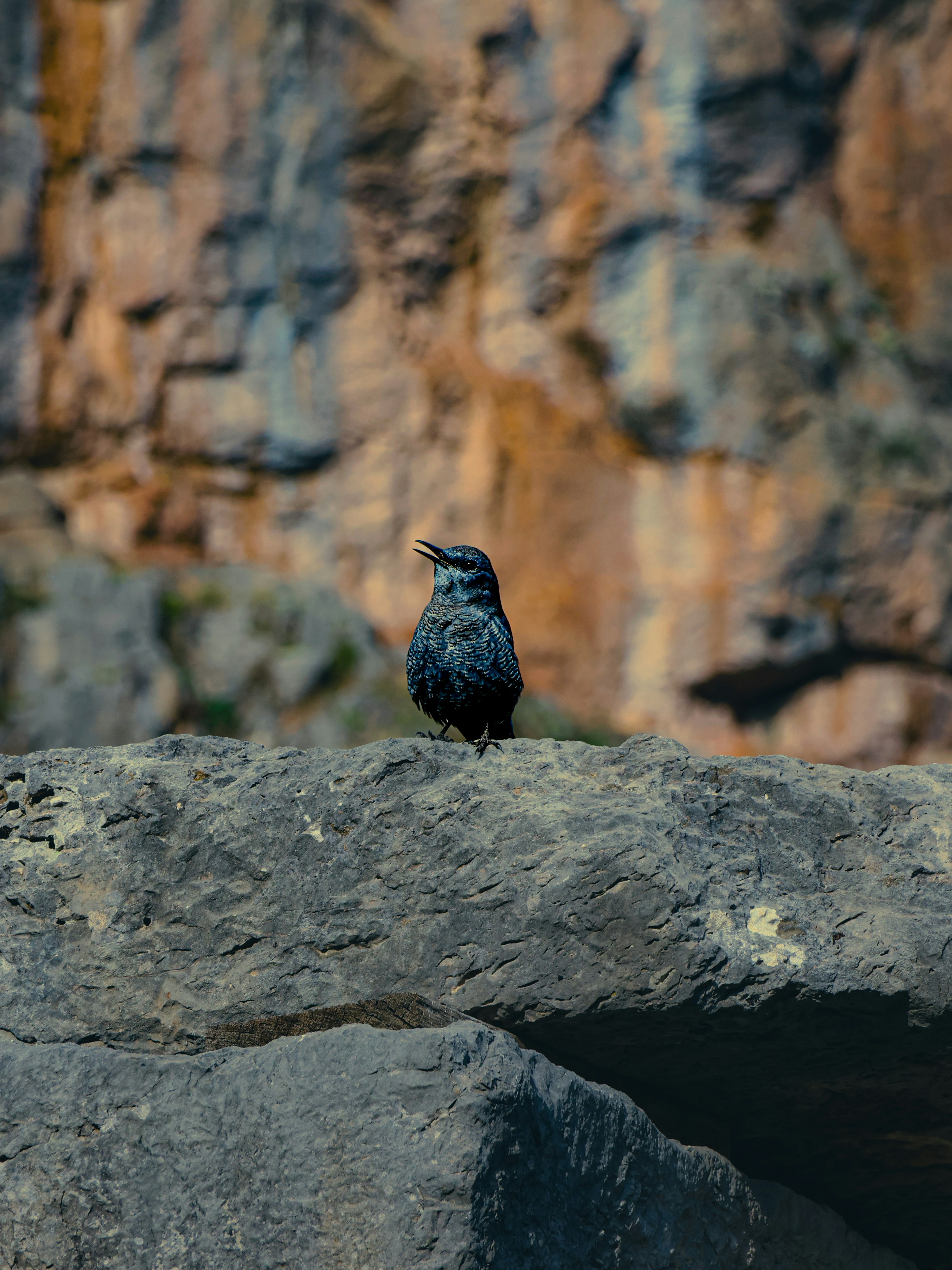 Rocky Perch: A Stout Cormorant Song from the Coastal Face