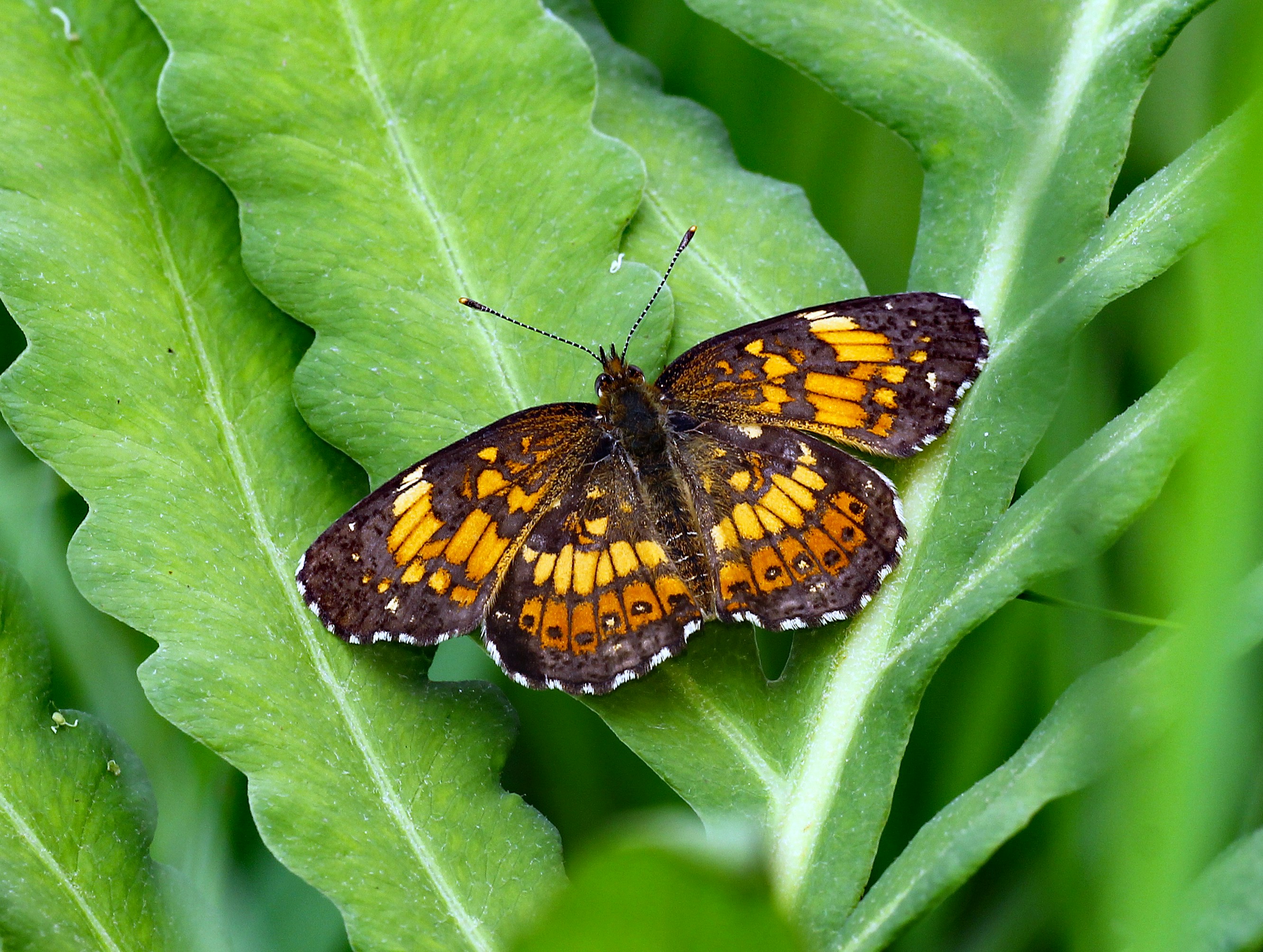 Orange-and-brown butterfly resting on a vivid green leaf