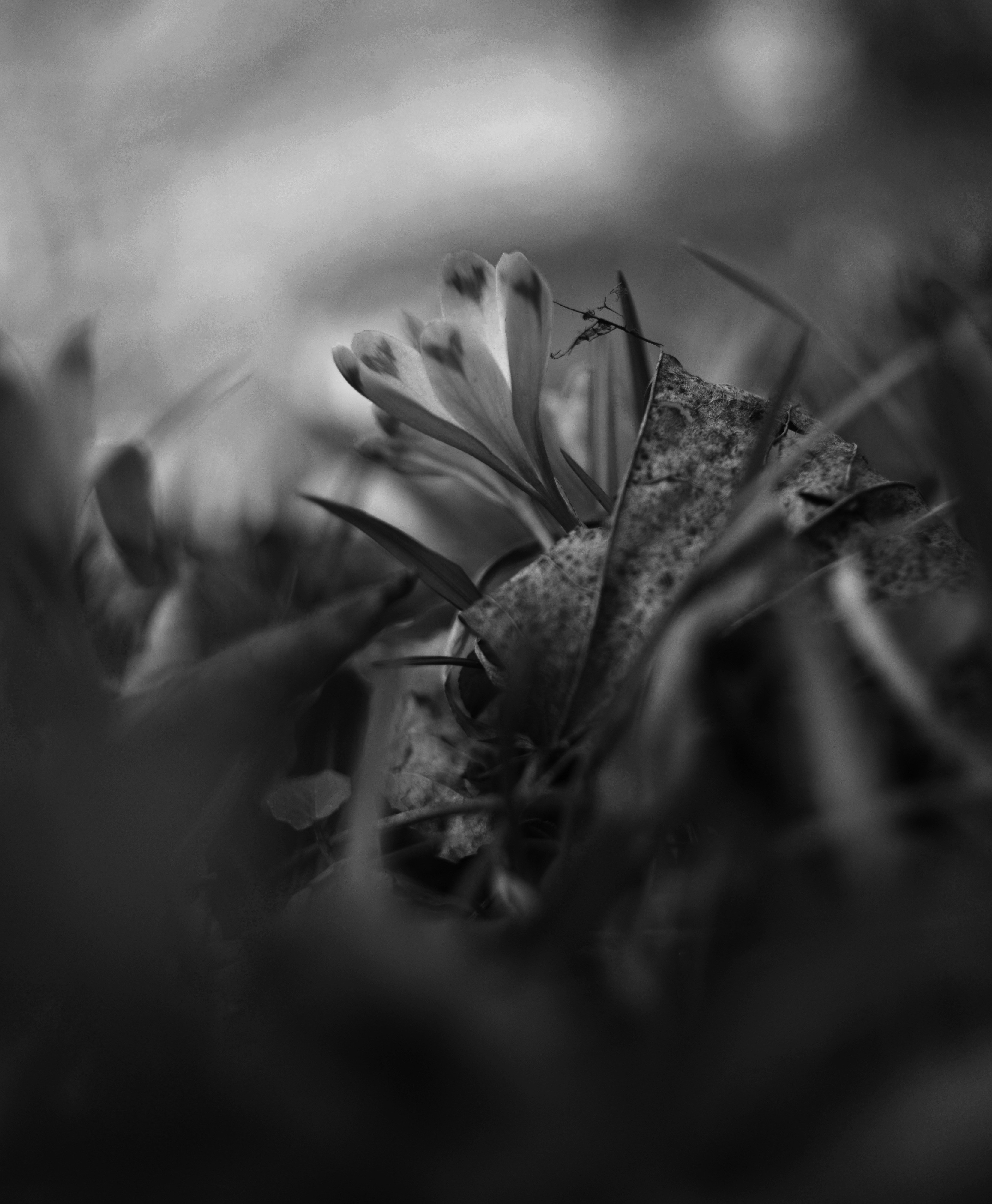 Petaled Veil: A Tiny Bloom in Soft Focus