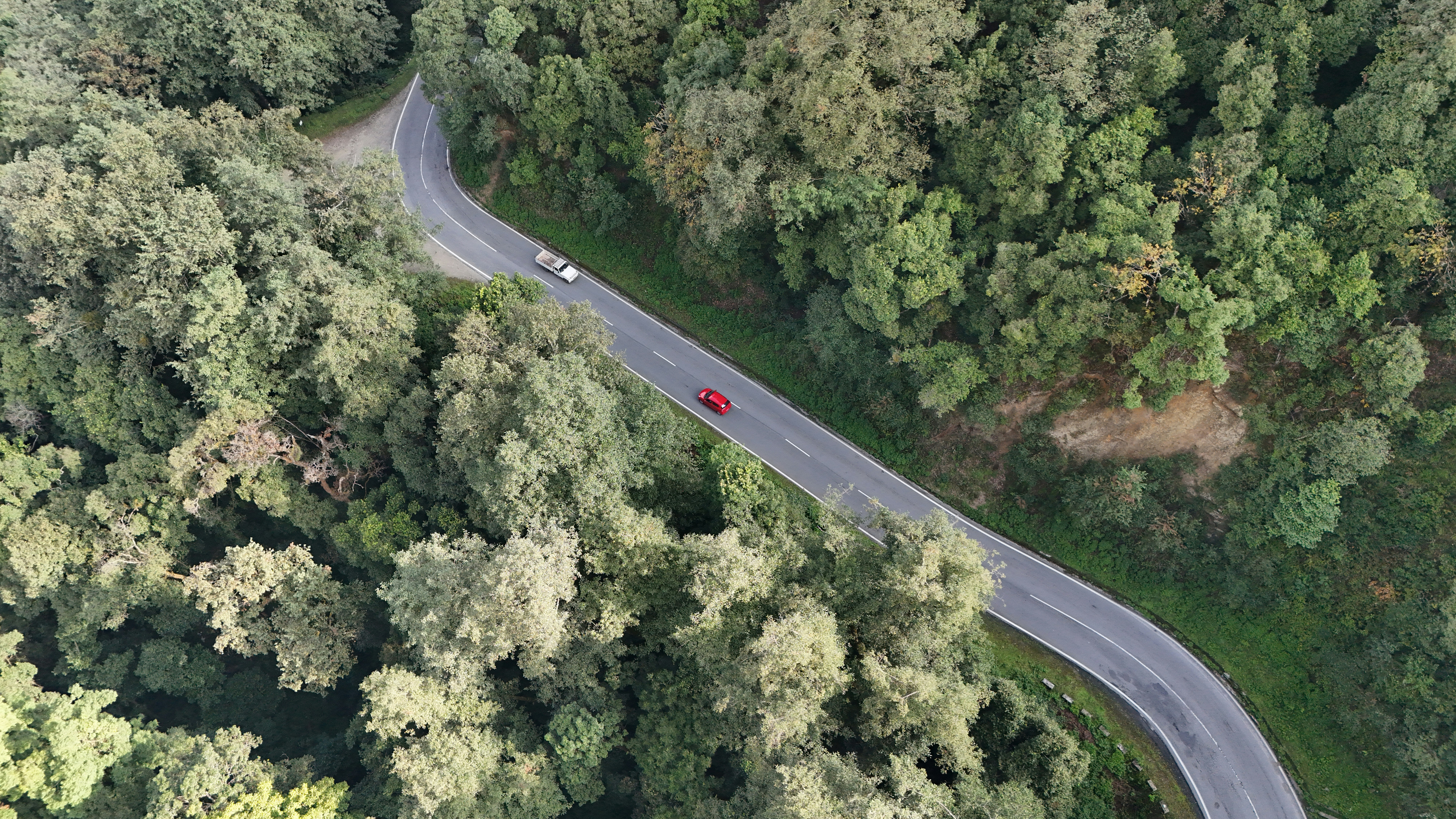 Serpentine Road through a Quiet Forest Cut with Drone Precision