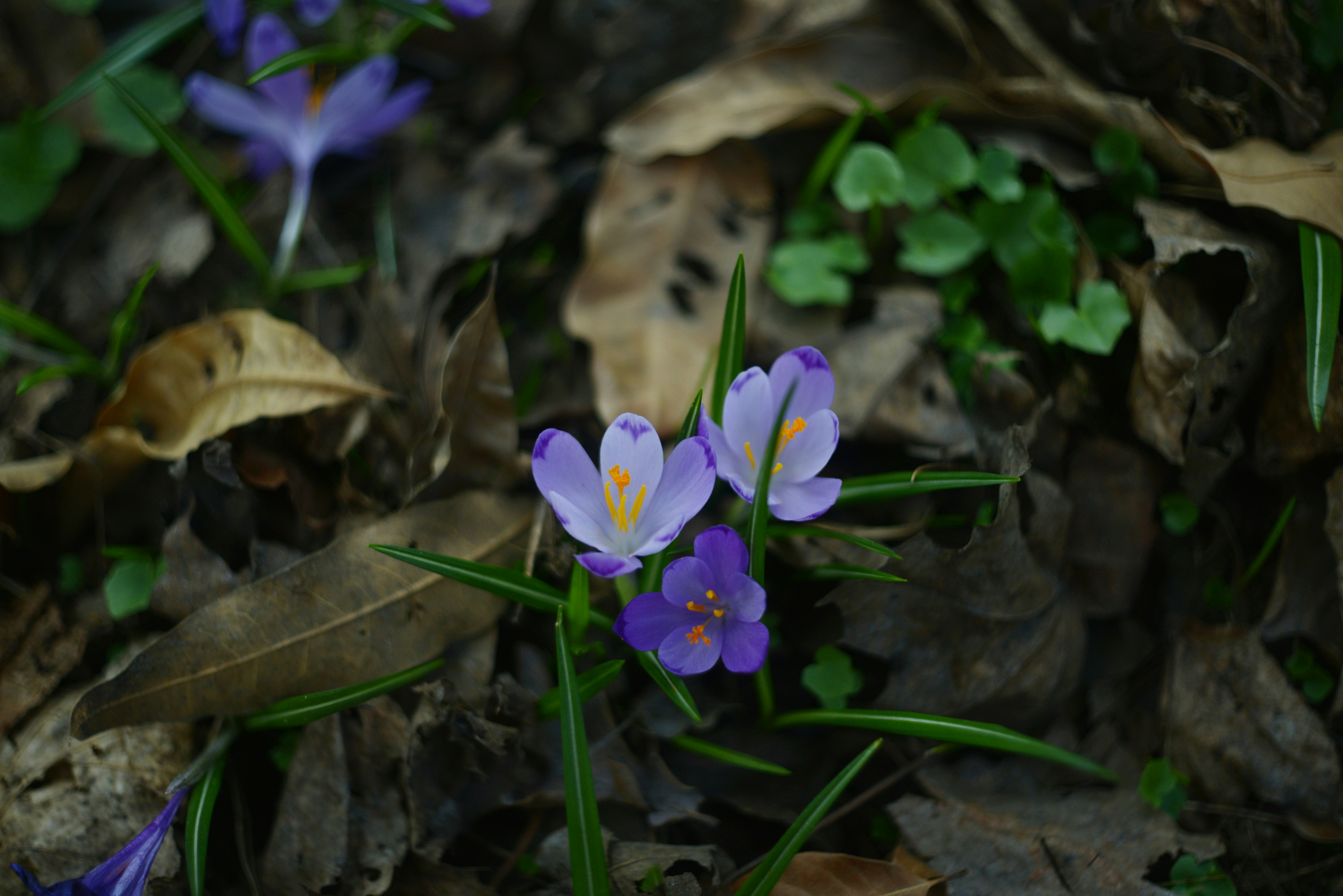 Purple Crocus Bloom Among Dried Leaves